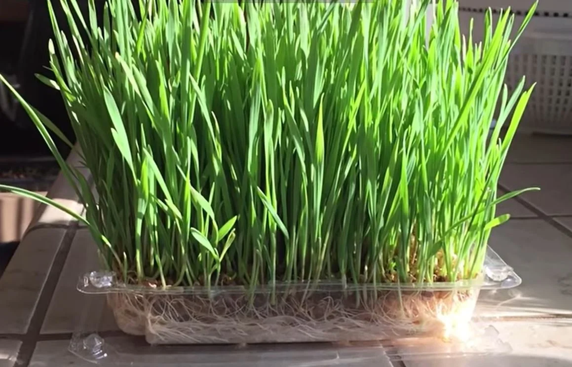 Store 2 — Daisy Creek Farms