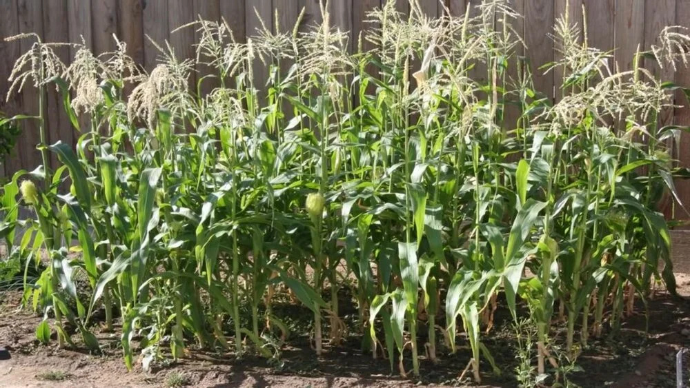 15 Vegetables You Can Direct Seed in the Garden — Daisy Creek Farms