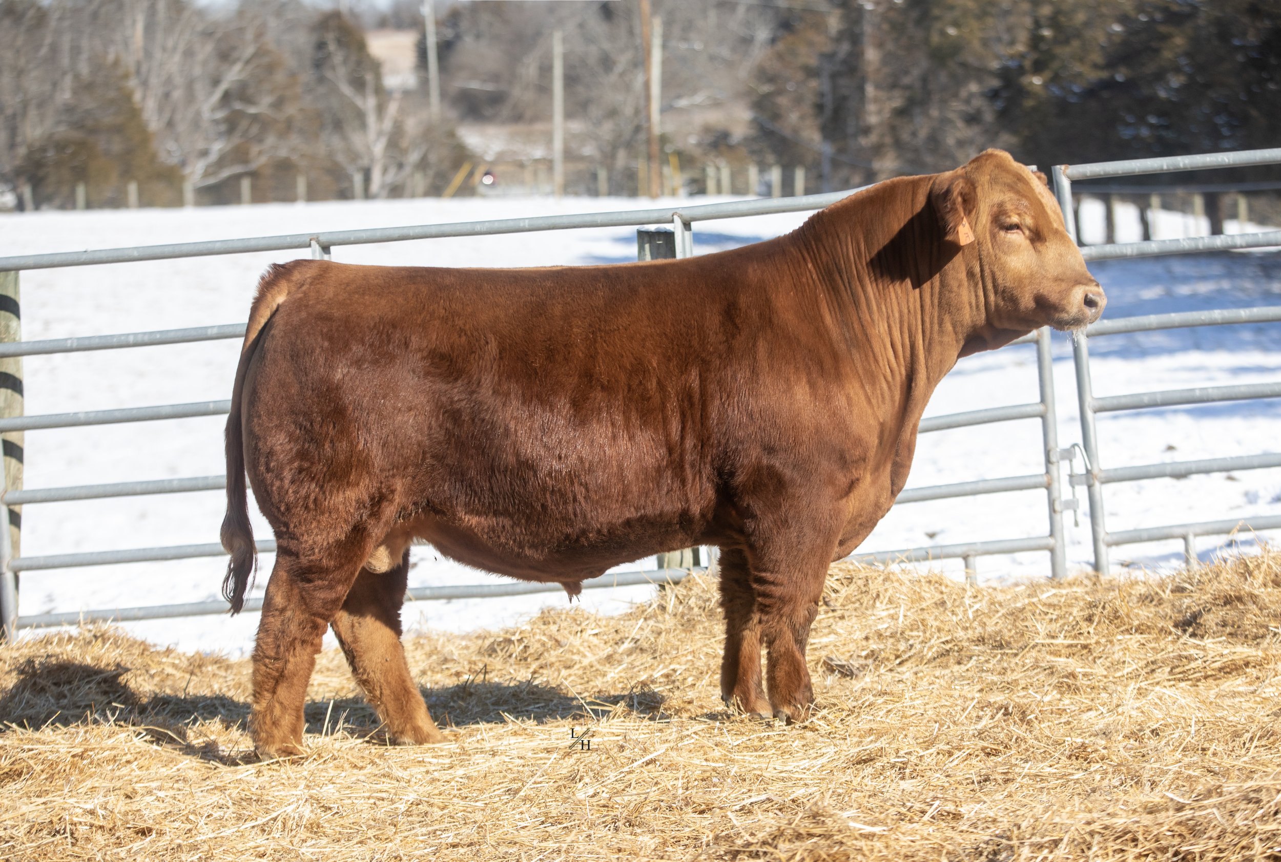 BELLES AND BULLS OF THE BLUEGRASS