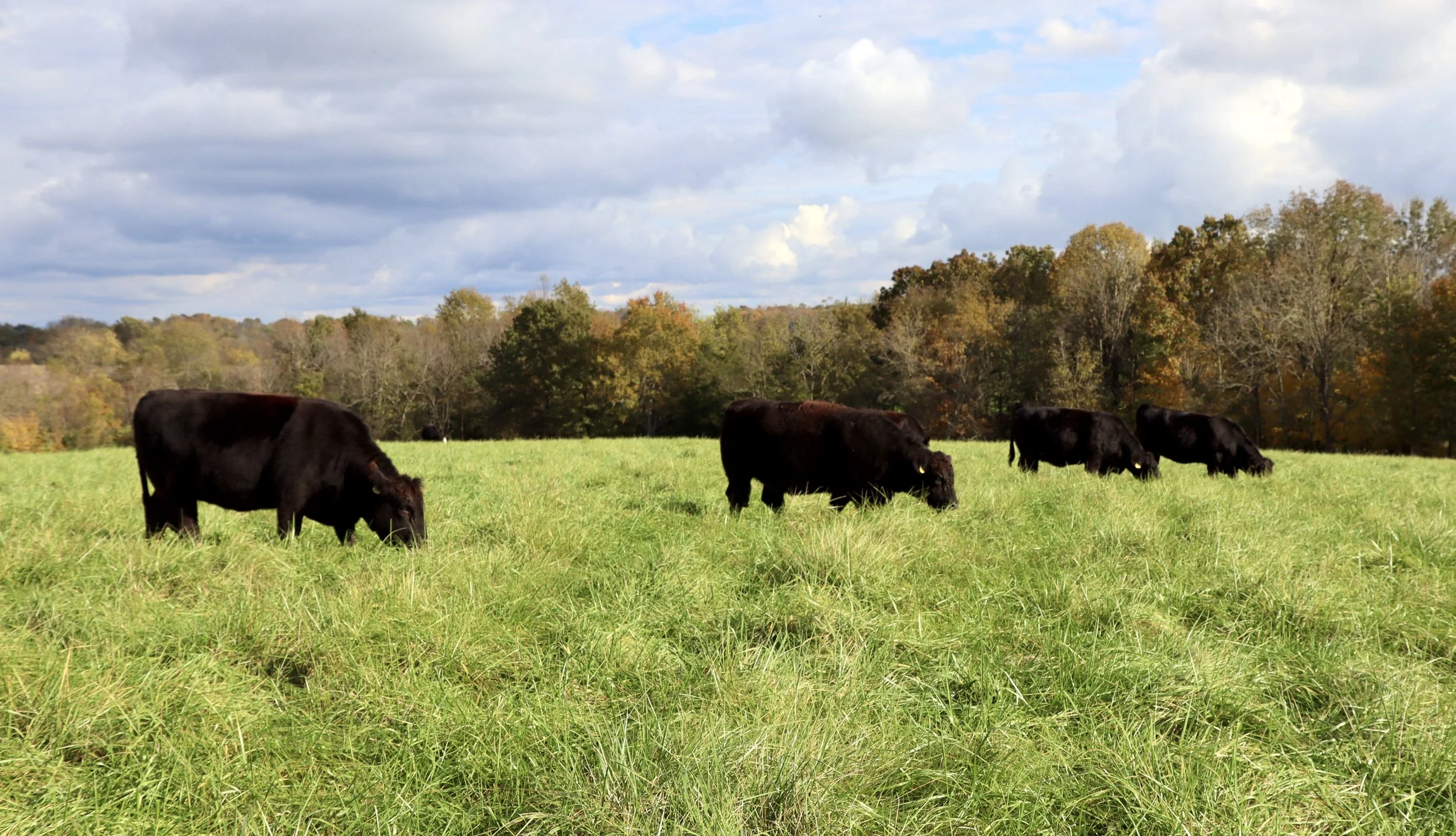 BELLES & BULLS OF THE BLUEGRASS