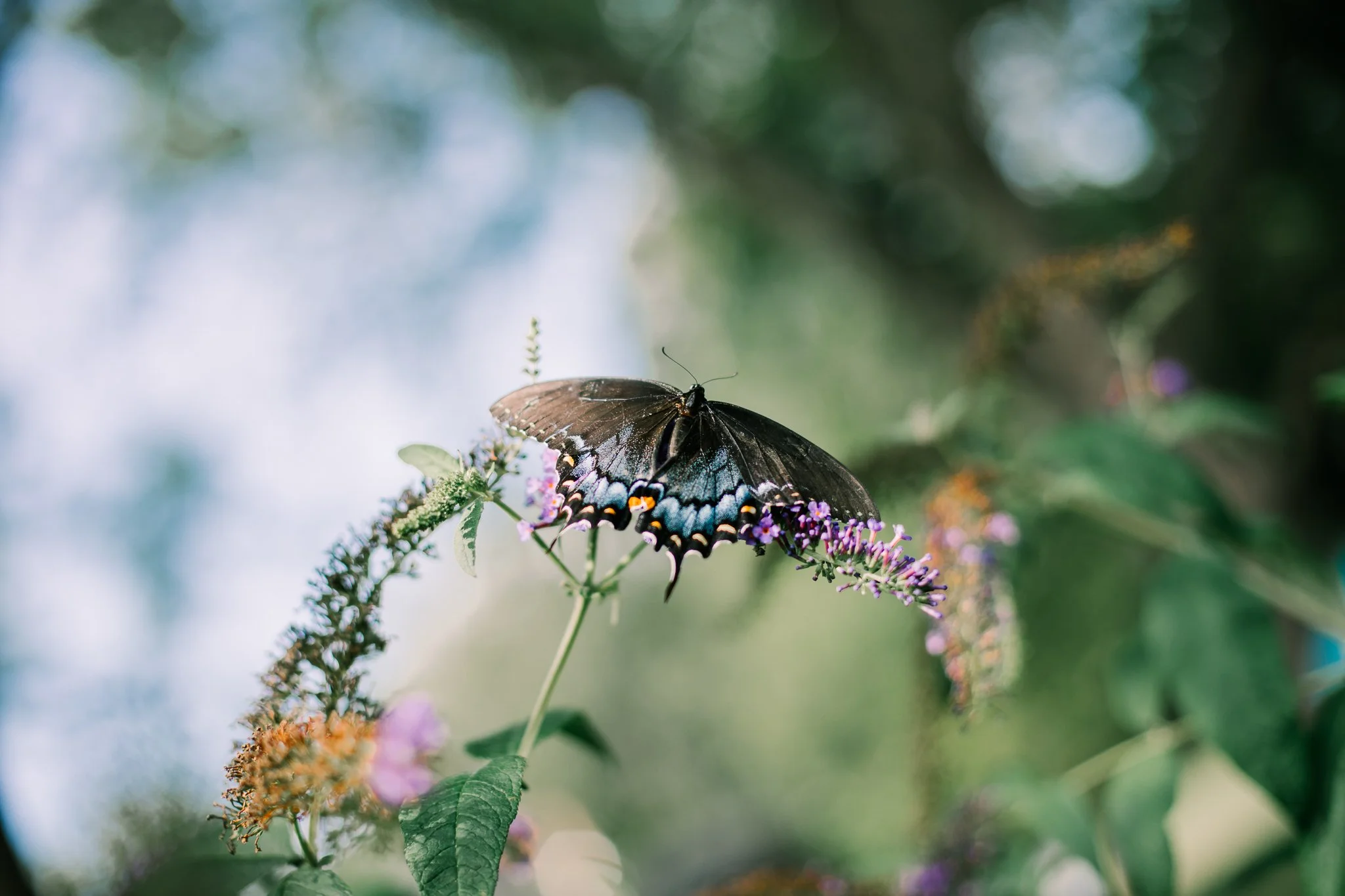 Gallery — Wander & Create Photography LLC- Lifestyle Photographer