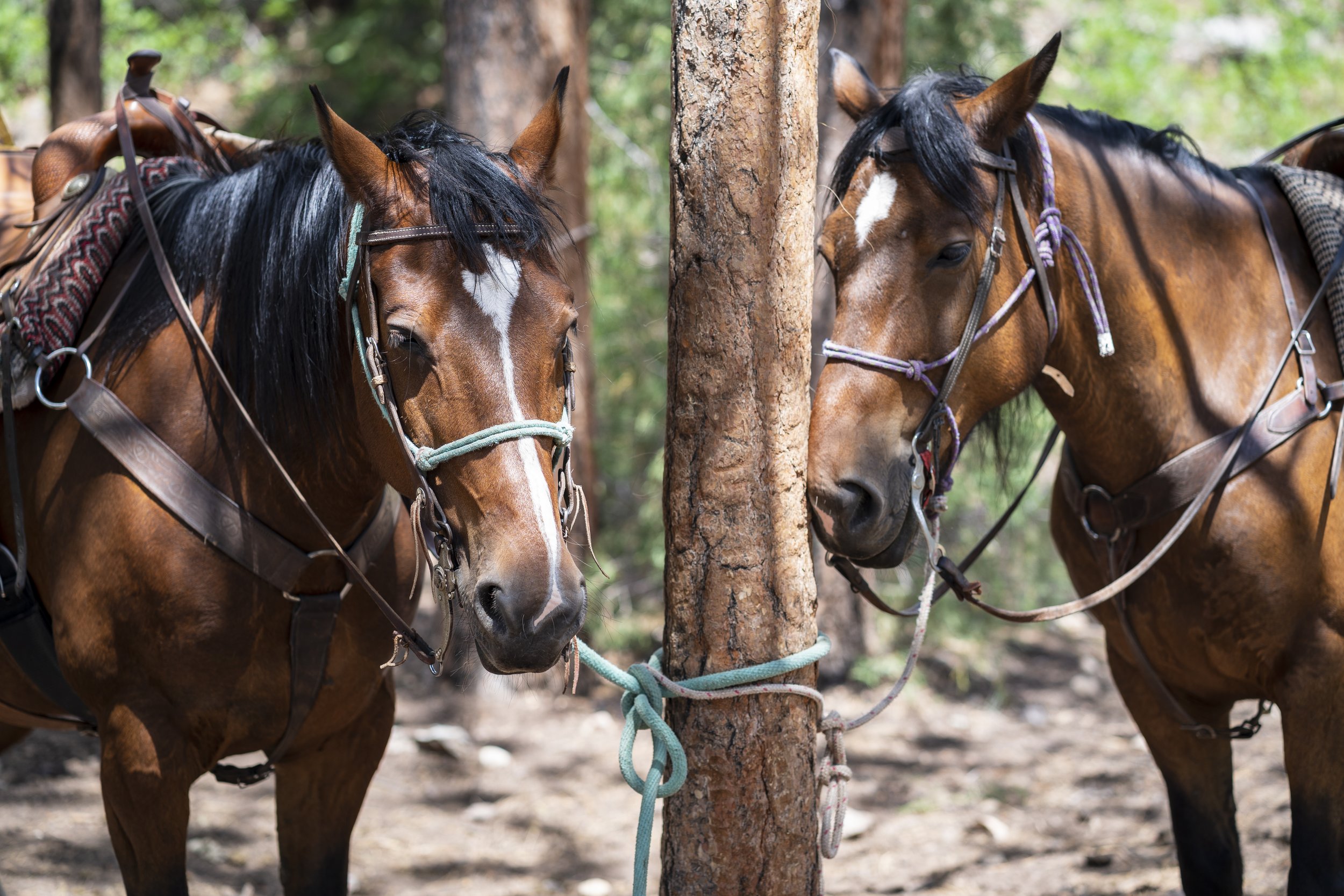 Bears Ranch - Durango, Colorado