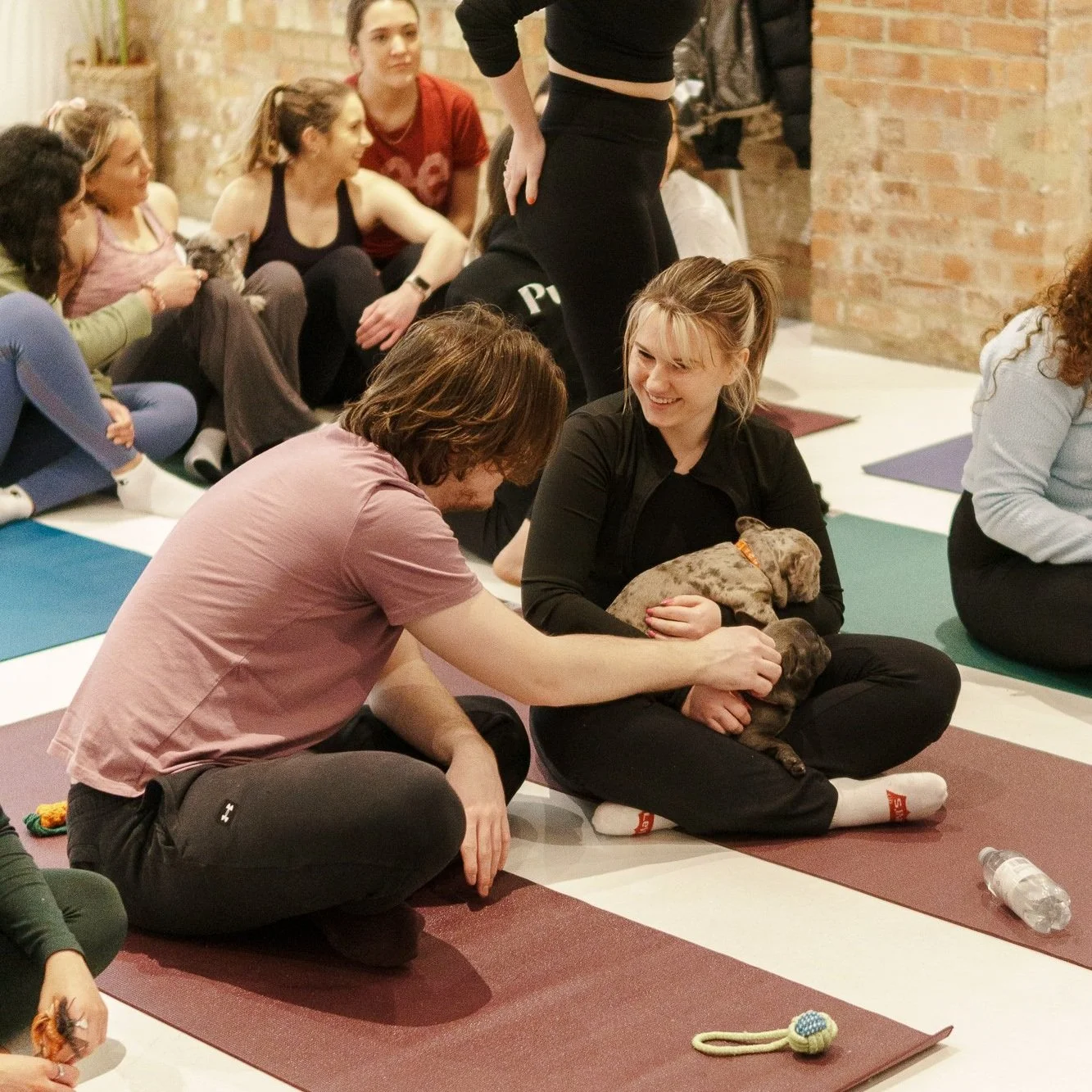 About Us | Puppy Yoga Benefits — Pups Yoga