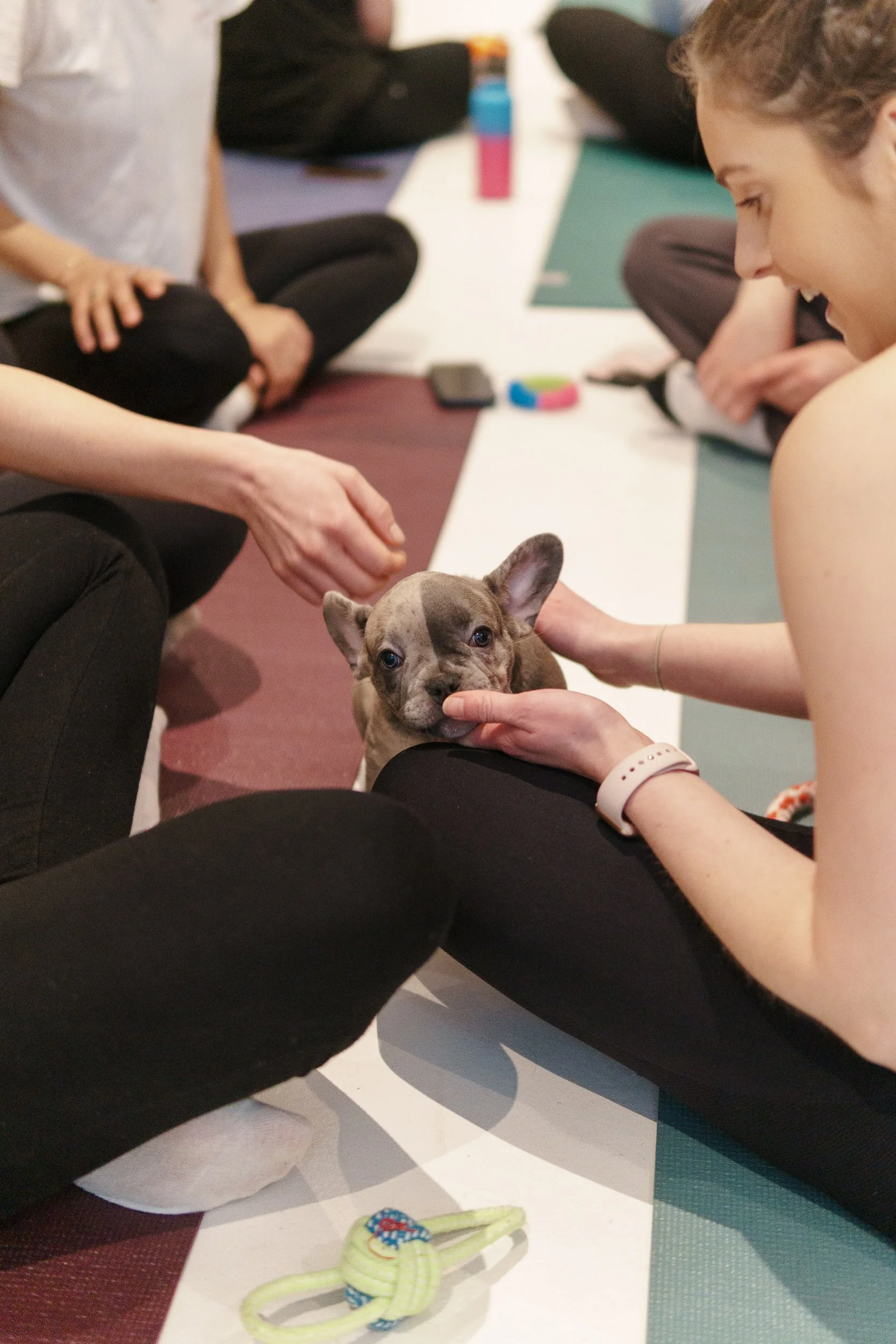 About Us | Puppy Yoga Benefits — Pups Yoga