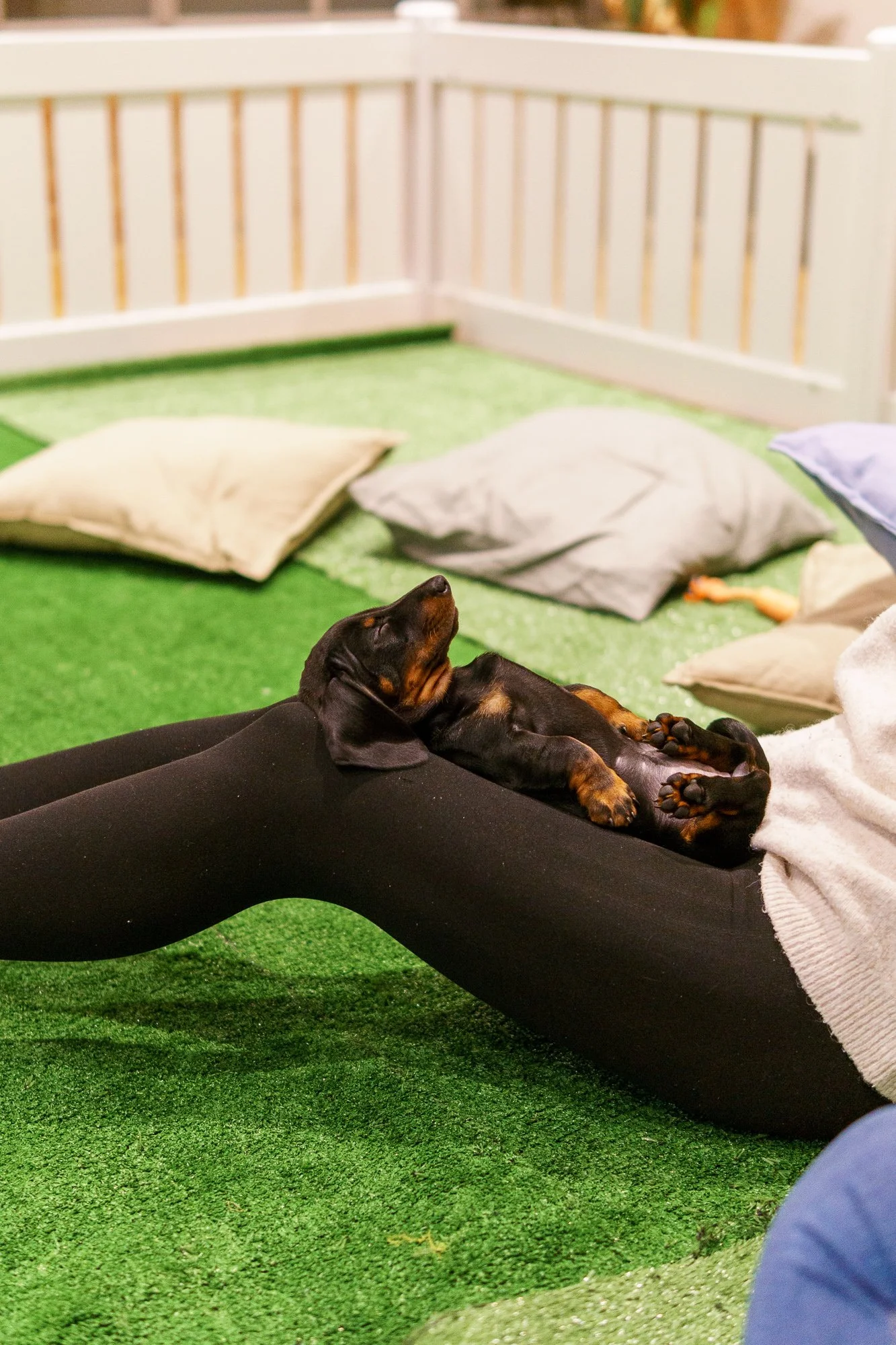 Puppy Dog Play Activities and Play With Puppy — Pups Yoga