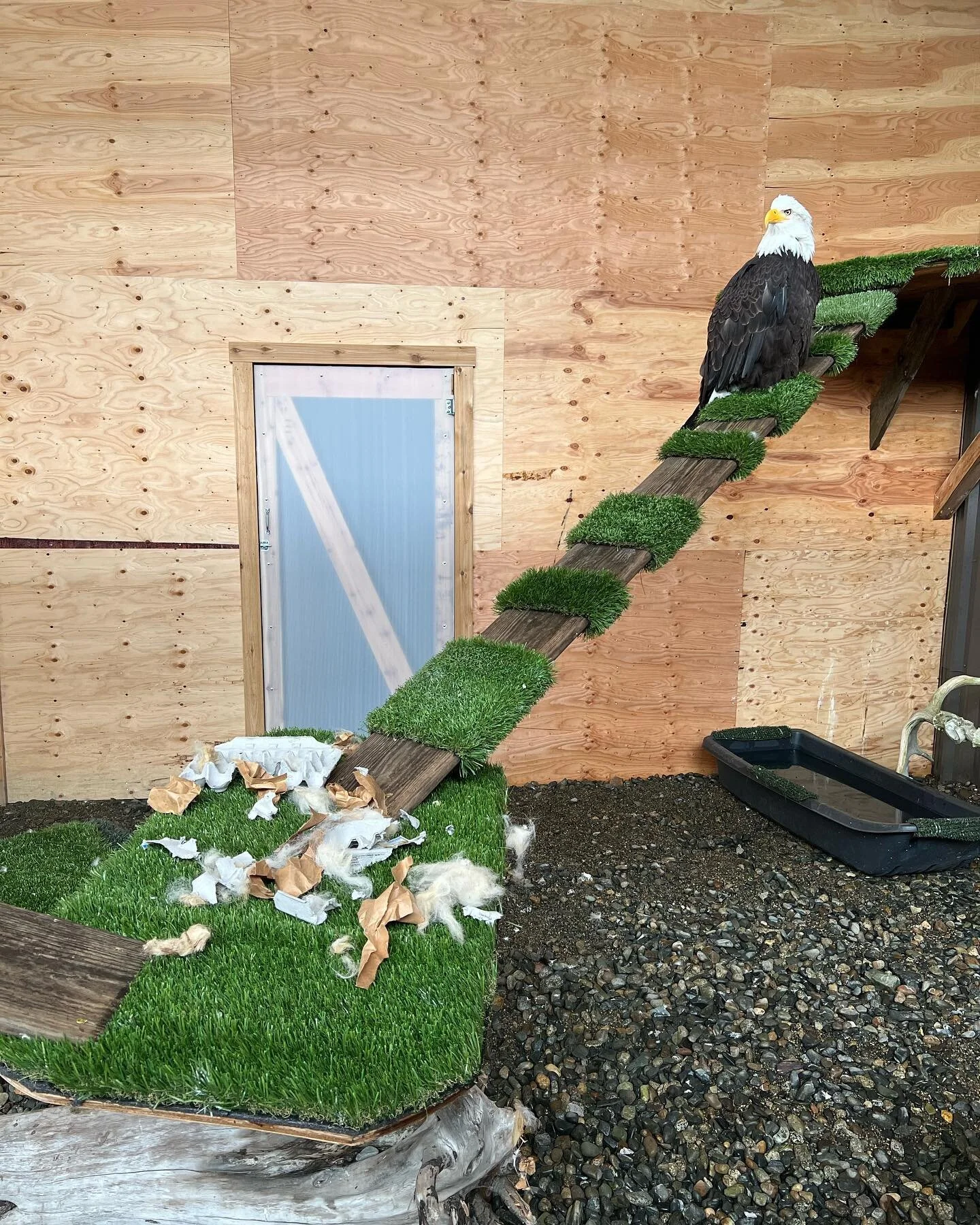 American Bald Eagle Foundation