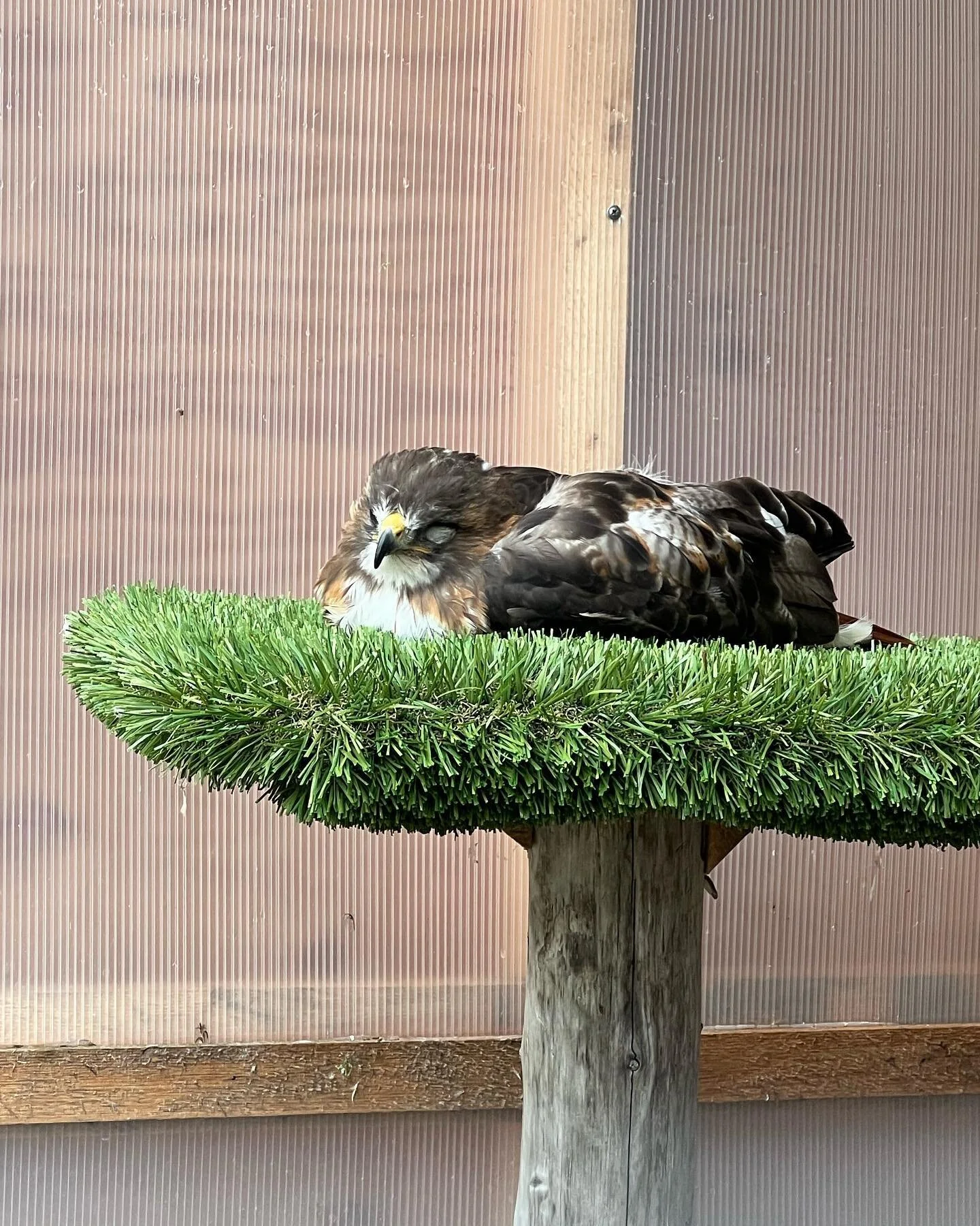 American Bald Eagle Foundation