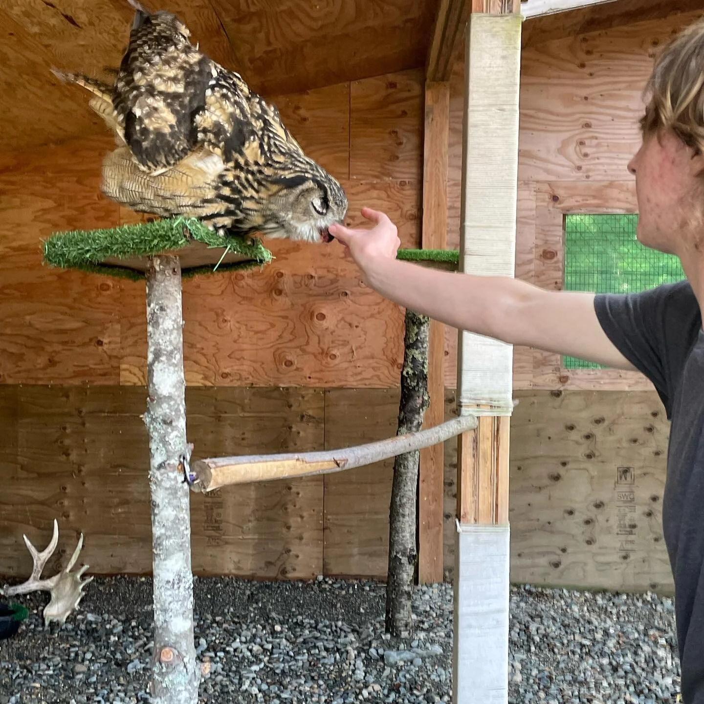 American Bald Eagle Foundation