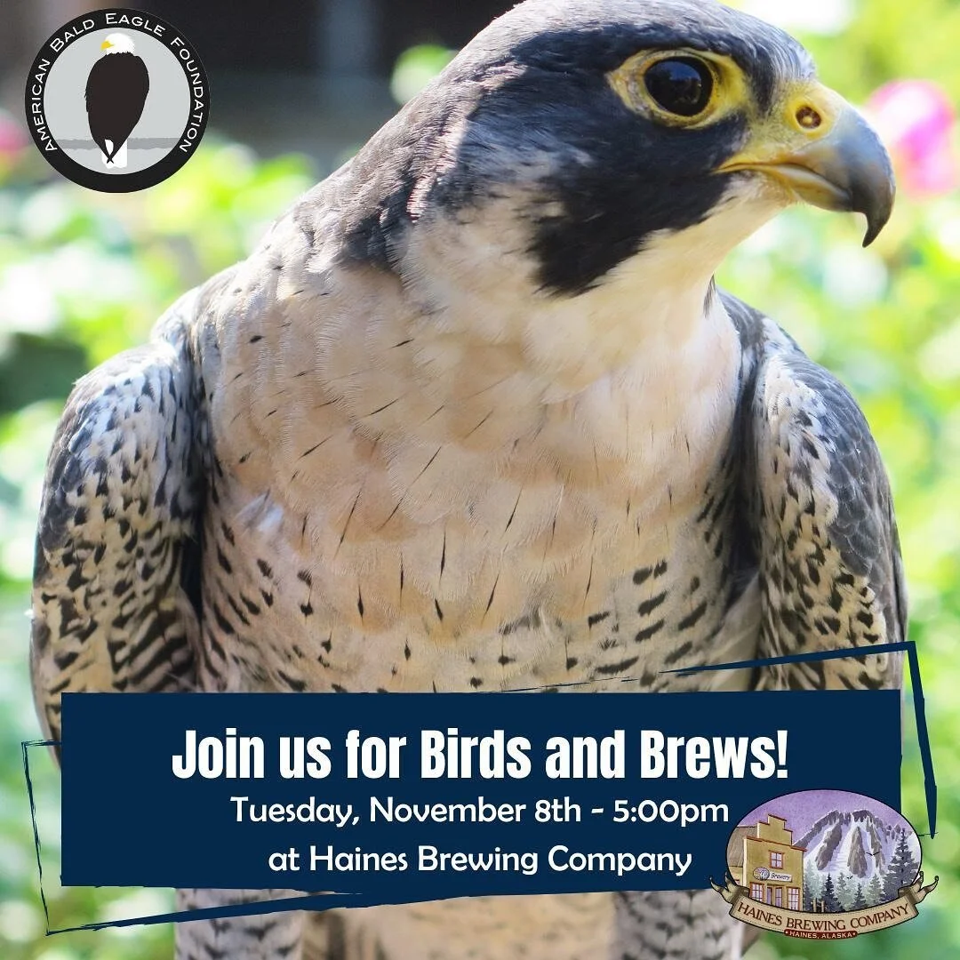 American Bald Eagle Foundation