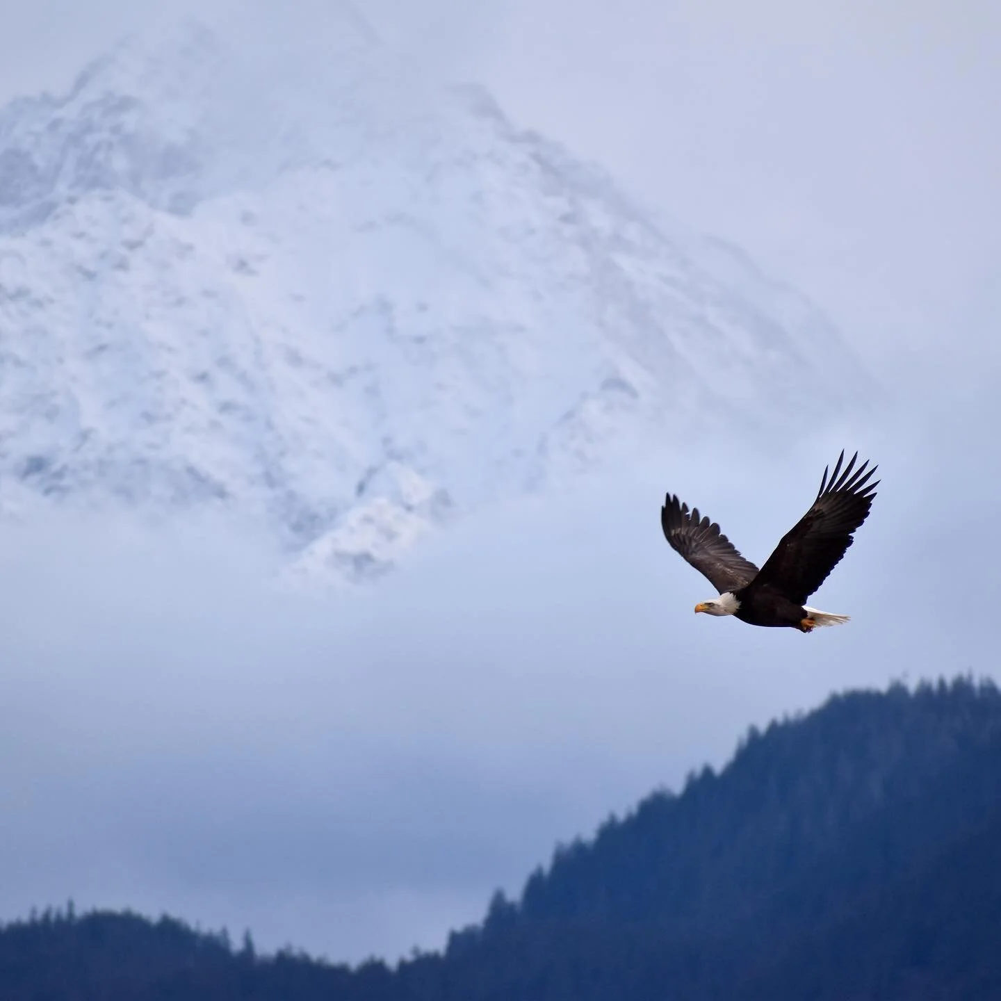 American Bald Eagle Foundation