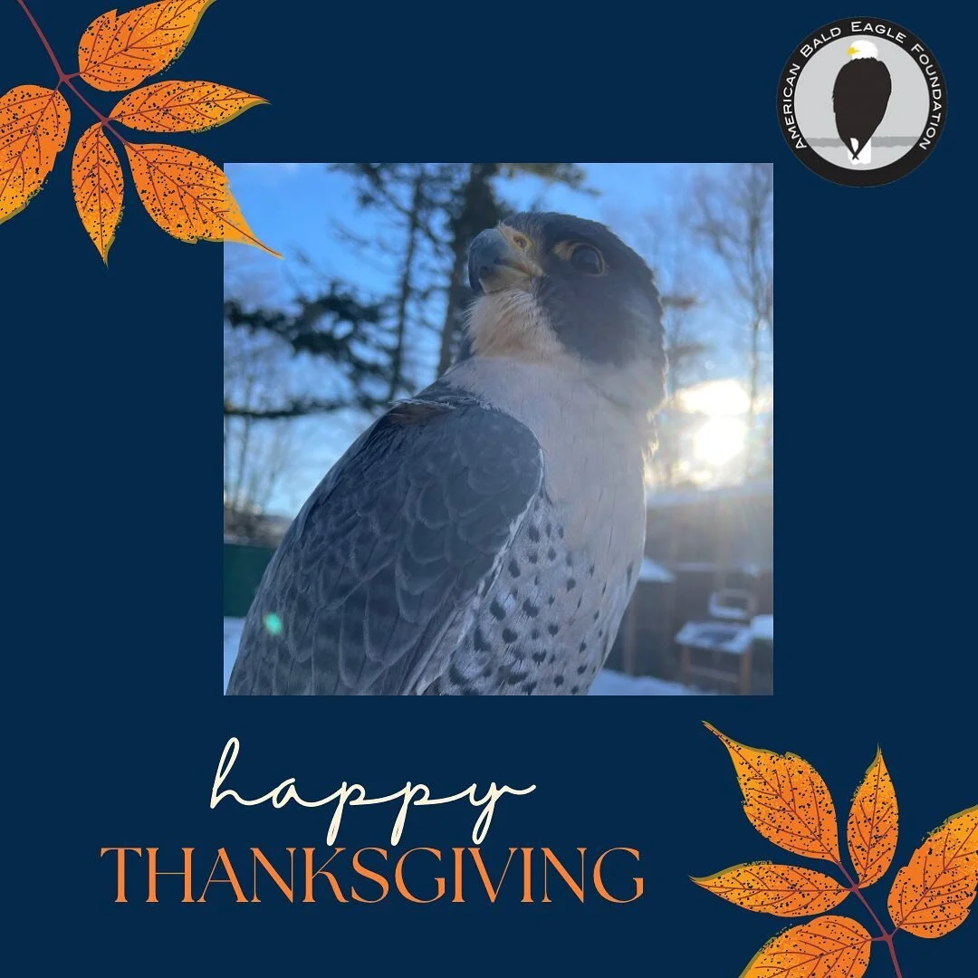 American Bald Eagle Foundation