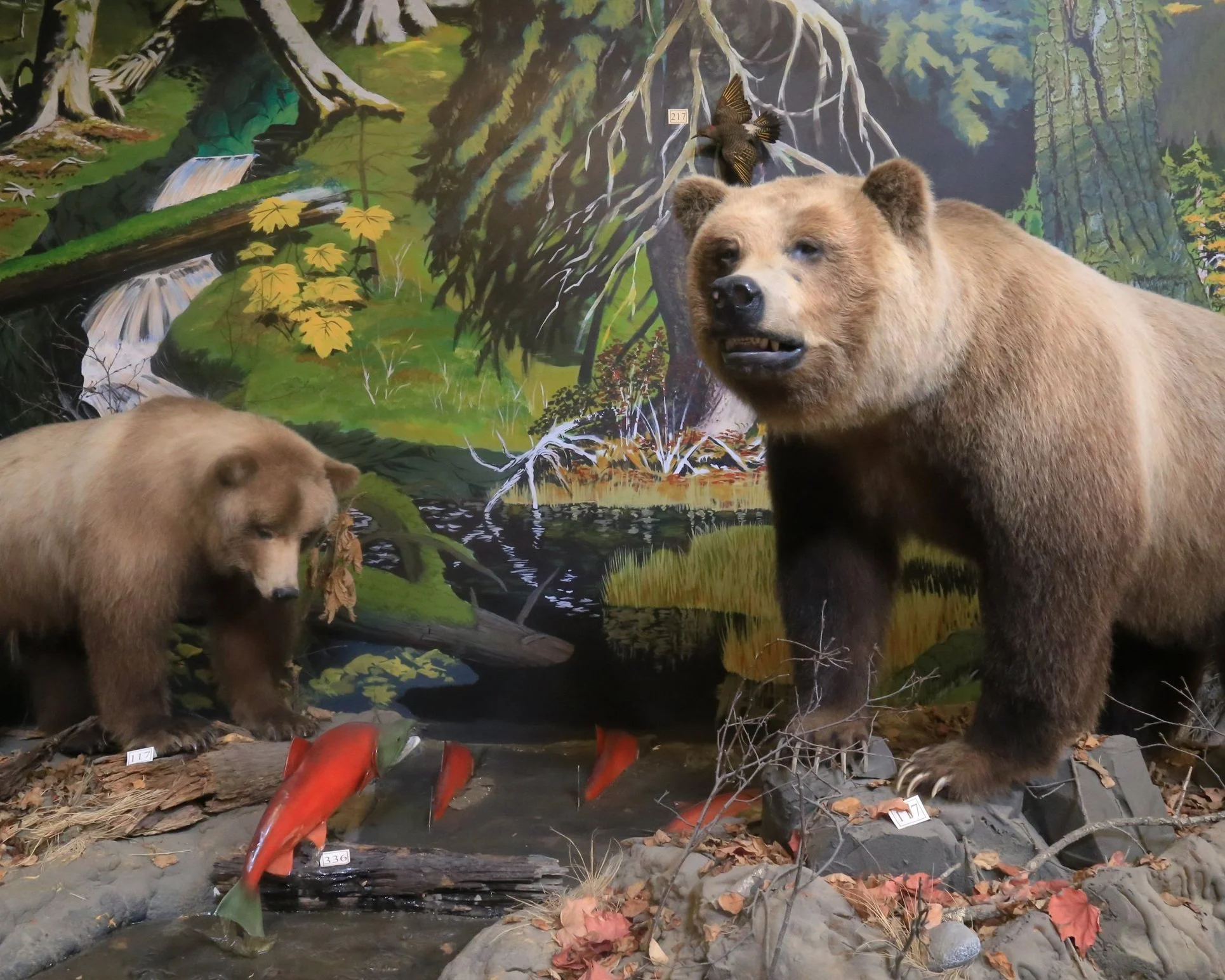 Natural History Museum — American Bald Eagle Foundation