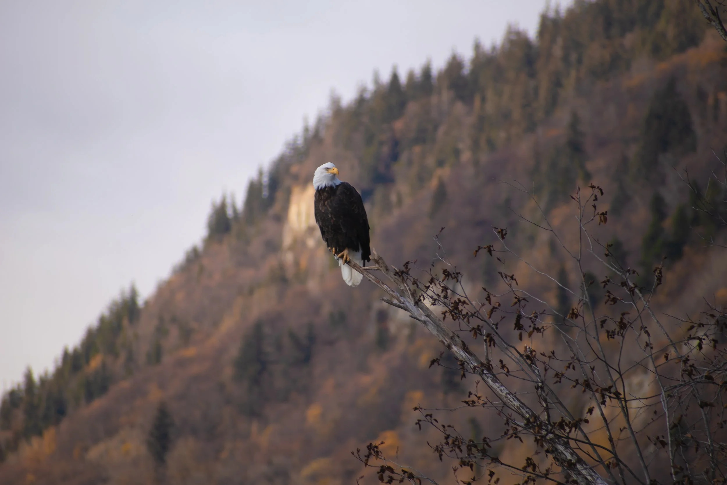 American Bald Eagle Foundation
