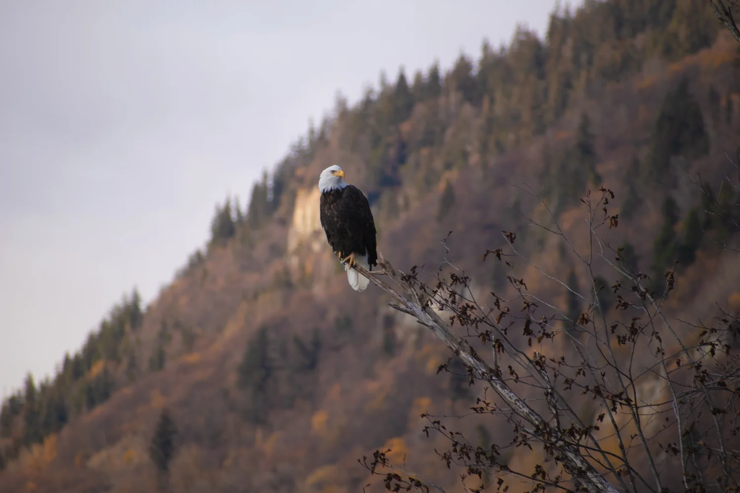 American Bald Eagle Foundation