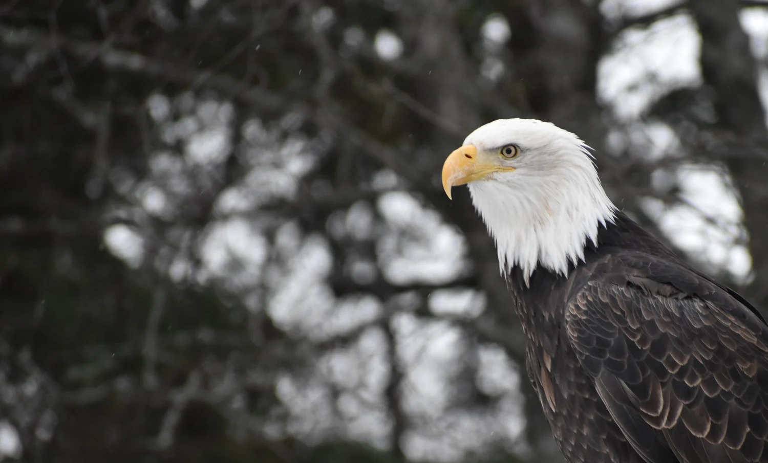 Events — American Bald Eagle Foundation