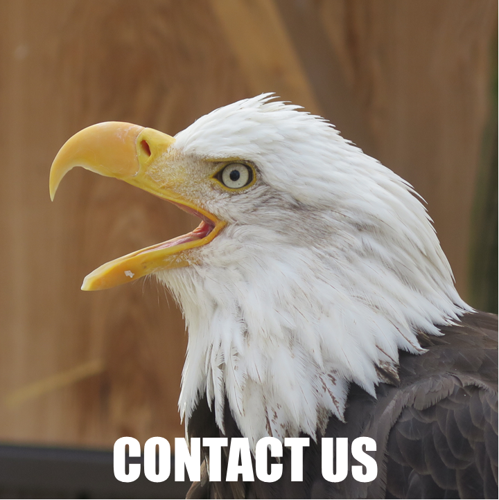 American Bald Eagle Foundation