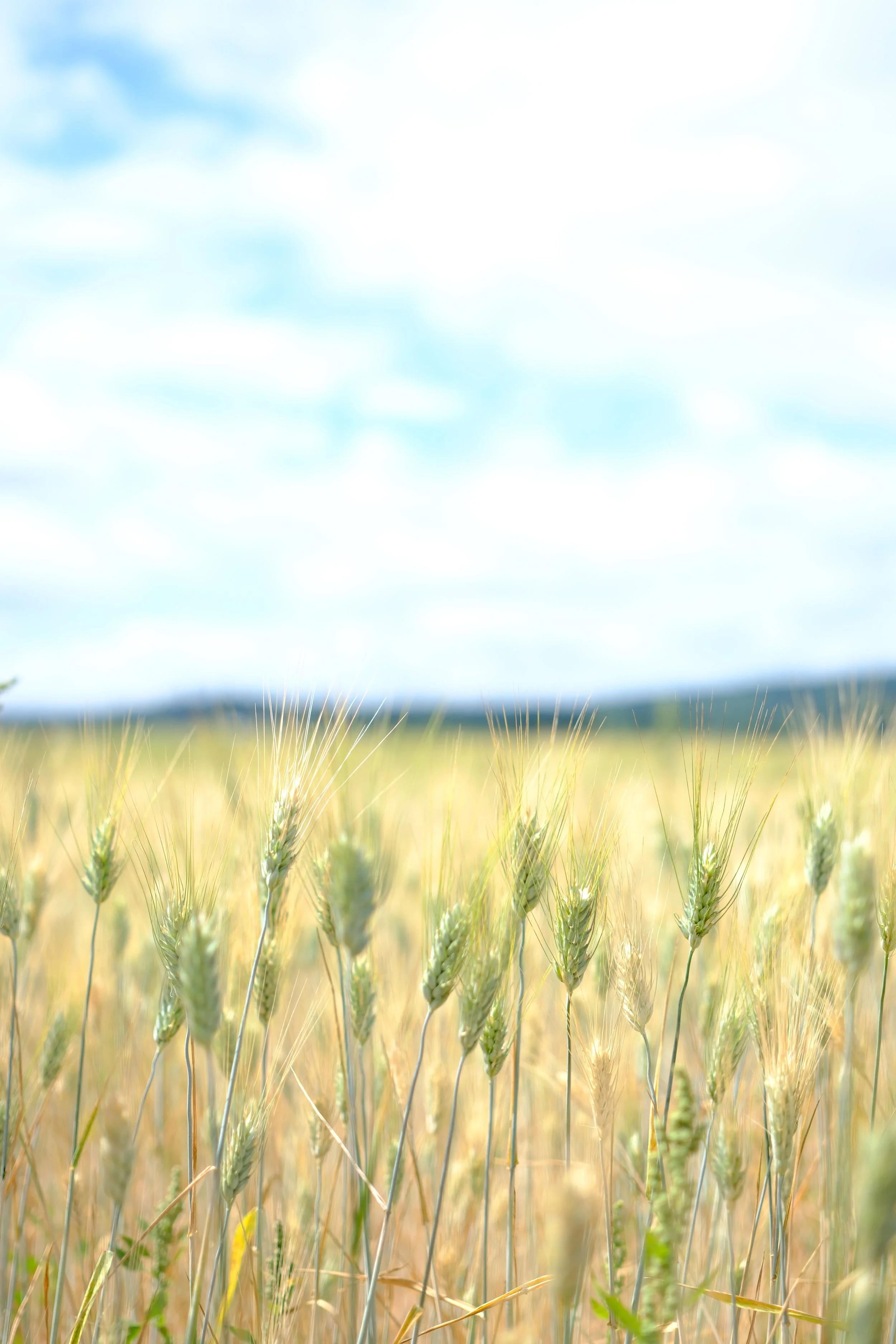 Chimacum Valley Grainery