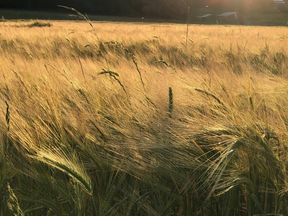 Brewing — Chimacum Valley Grainery