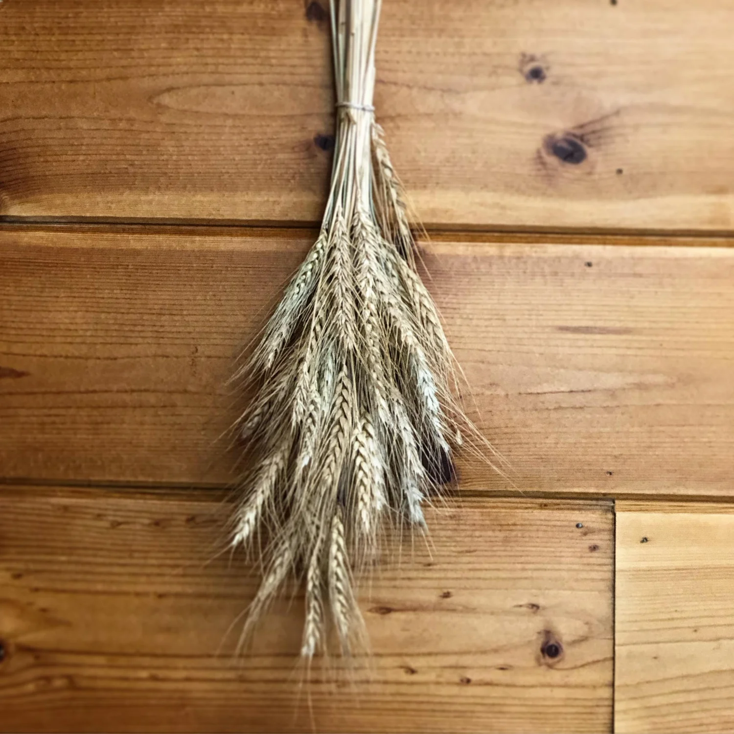 Web Store — Chimacum Valley Grainery