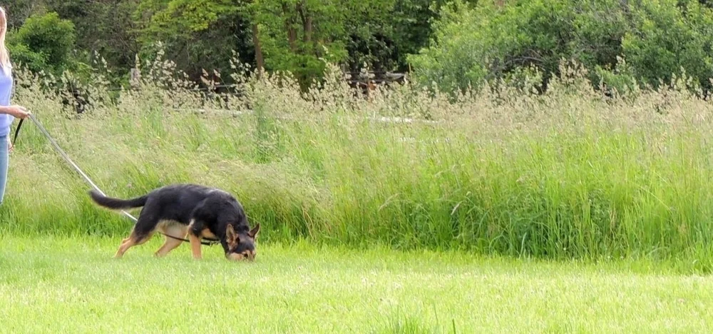 Penny — Sapphire Shepherds