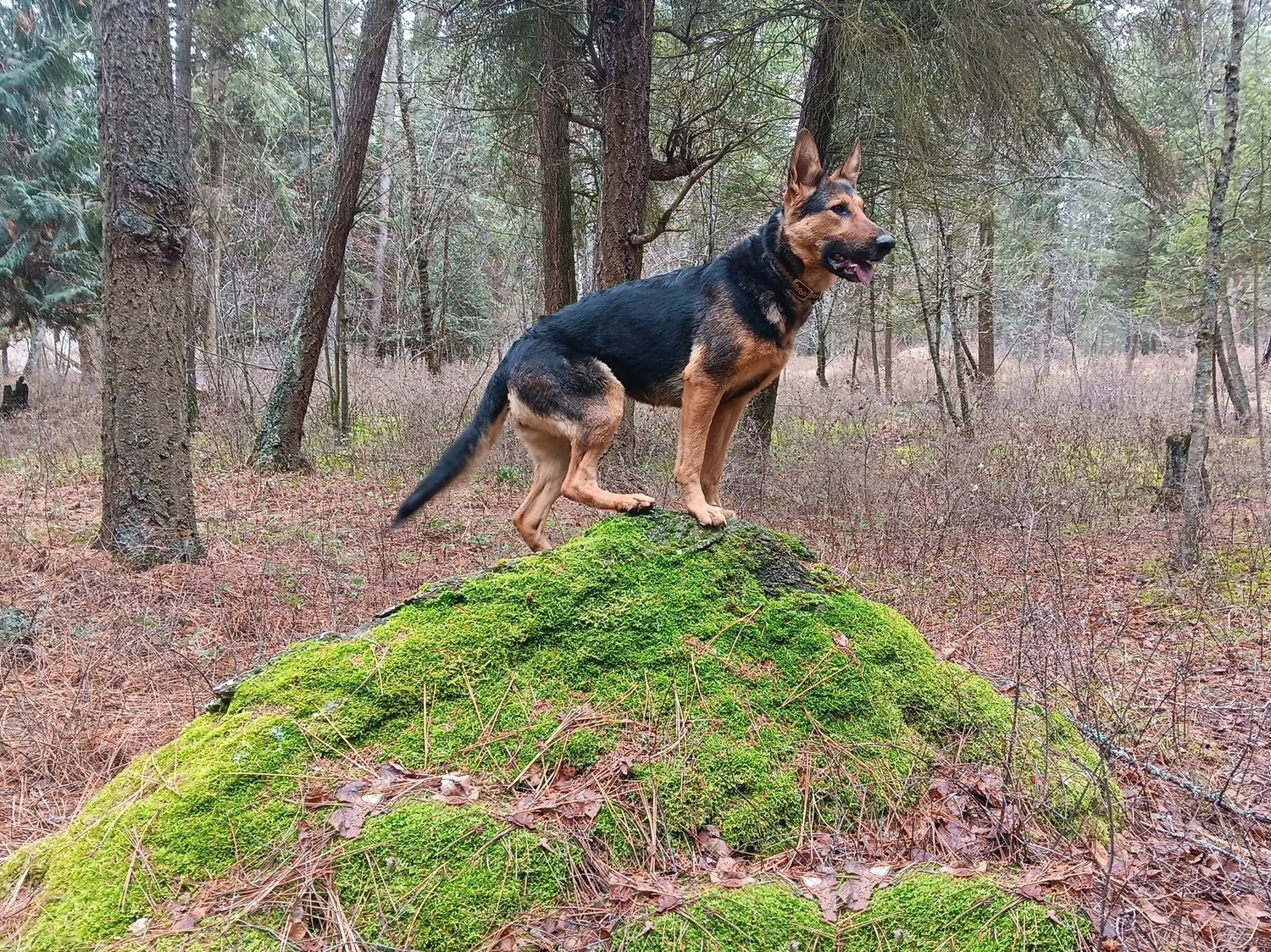 Penny — Sapphire Shepherds