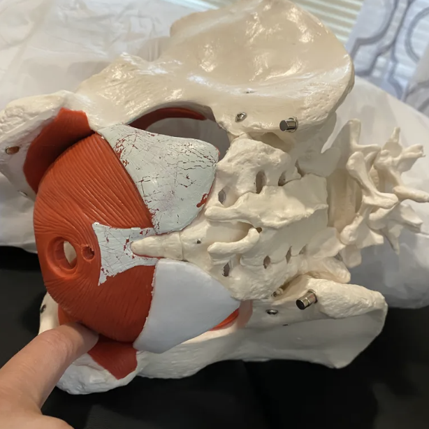 Meet the Obturator Internus — Southern Pelvic Health Physical Therapy