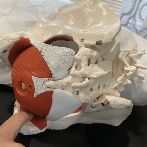 Meet the Obturator Internus — Southern Pelvic Health Physical Therapy