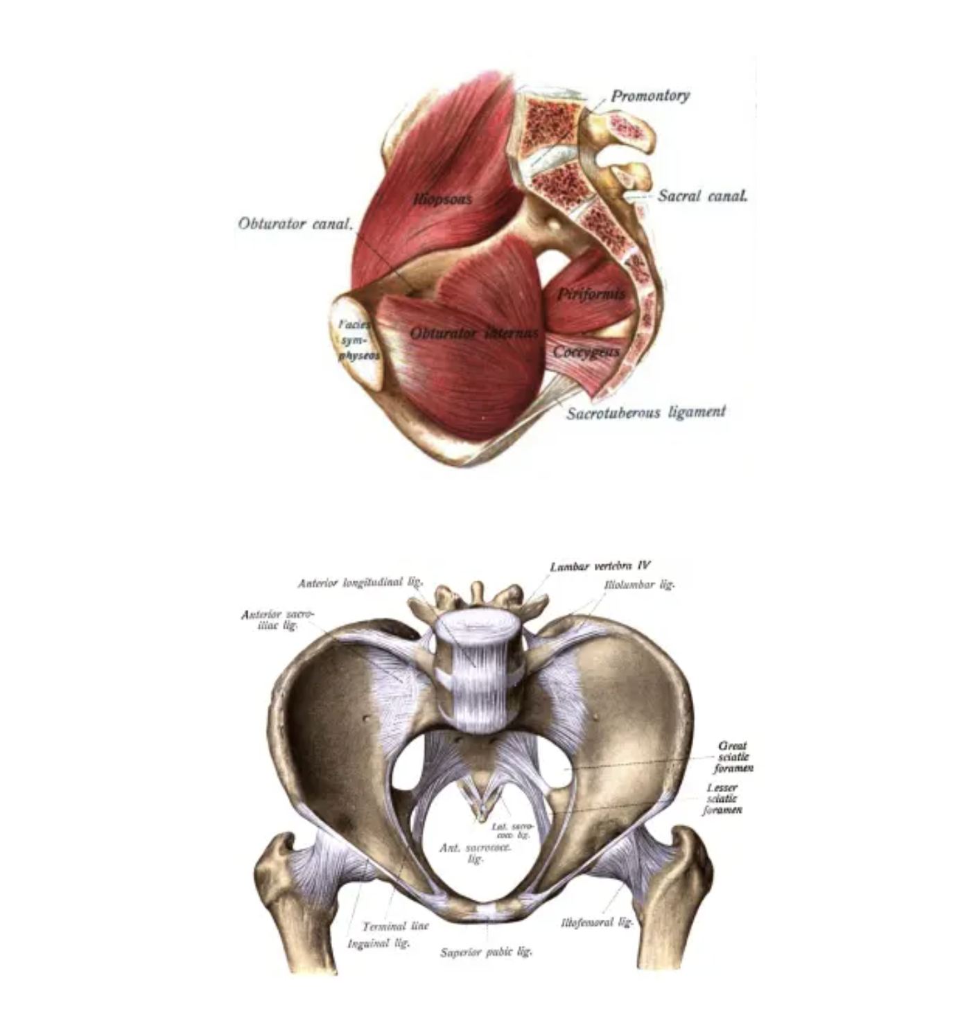 A Pain In The Tail bone Part 1 What Is It How Does It Happen How A Pain In The Tail bone Part 1 What Is It How Does It Happen How