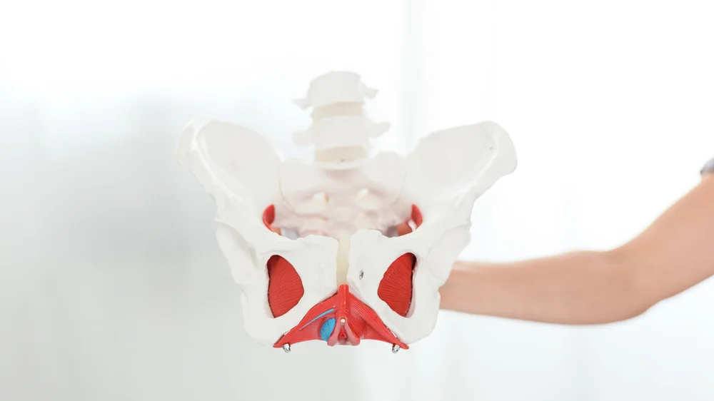 Professional Mini Courses — Southern Pelvic Health Physical Therapy
