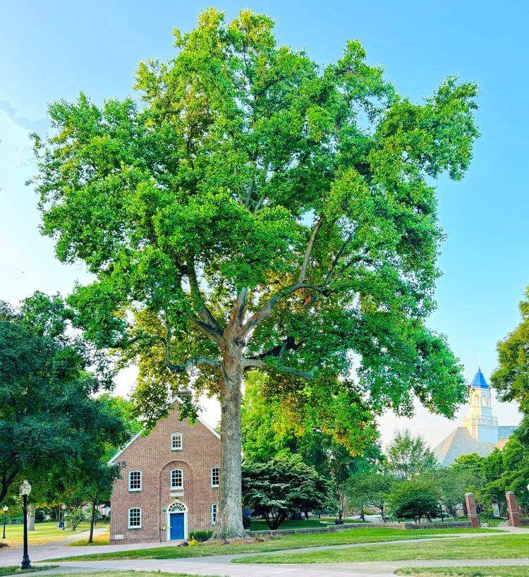 Lancaster Streetscape: Historic Architecture of Lancaster, Pennsylvania
