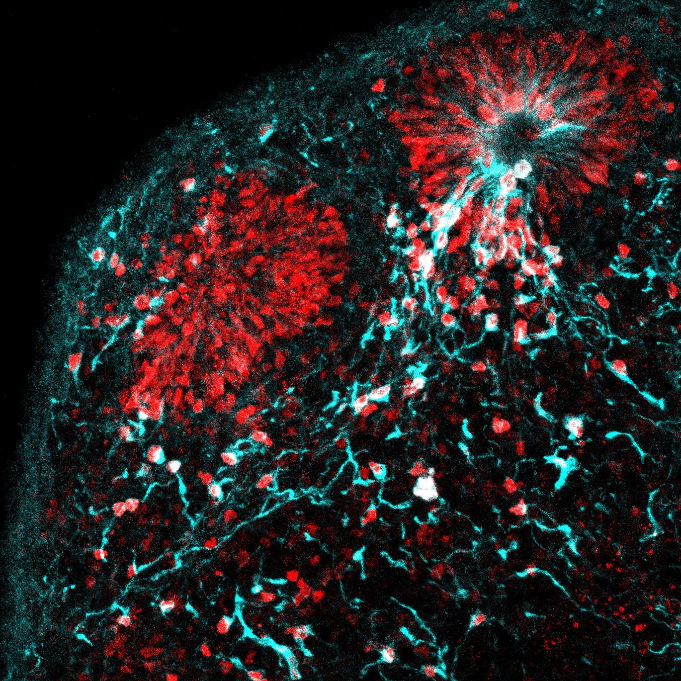 Team 1 — Andersen Lab