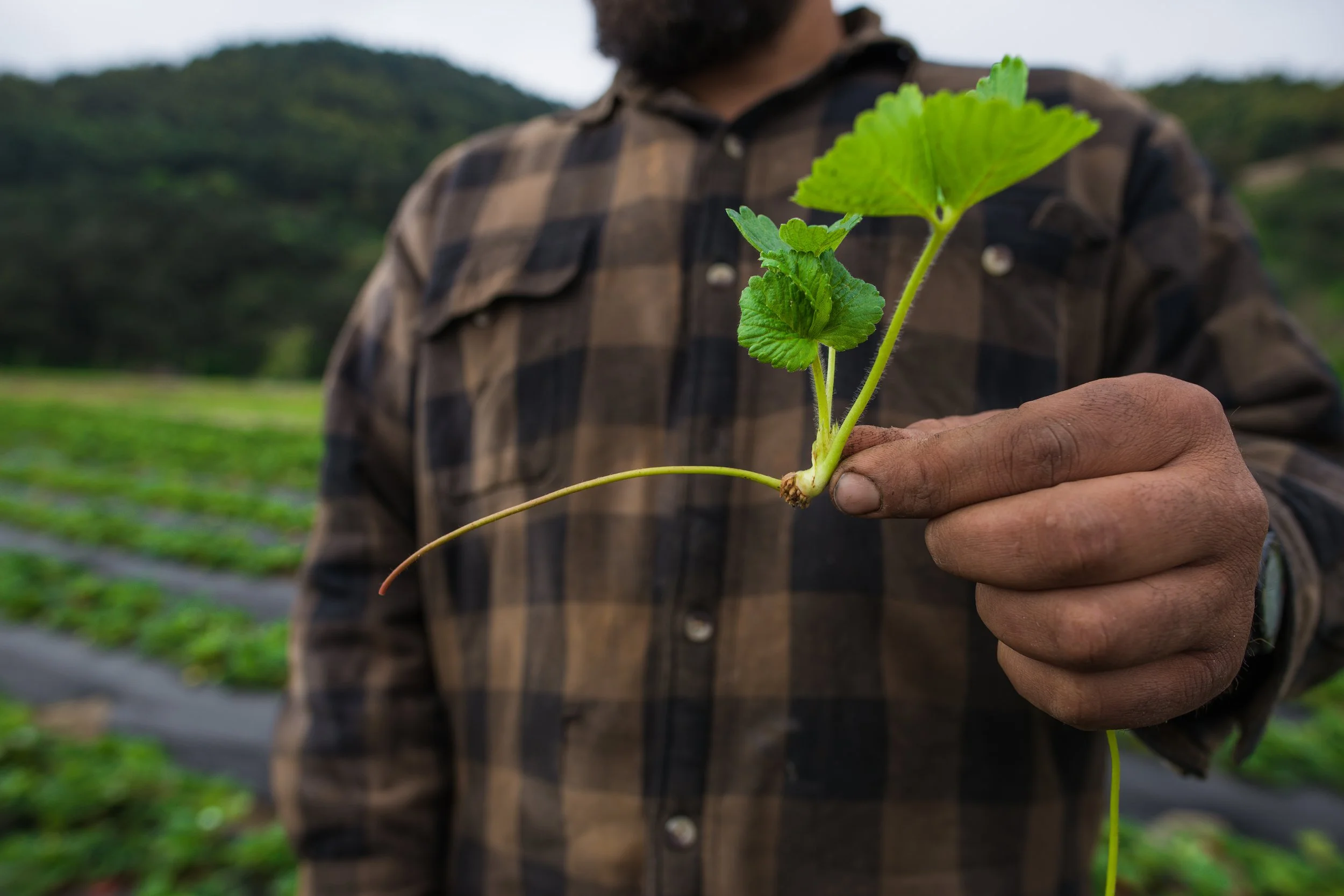 San Diego Food System Alliance