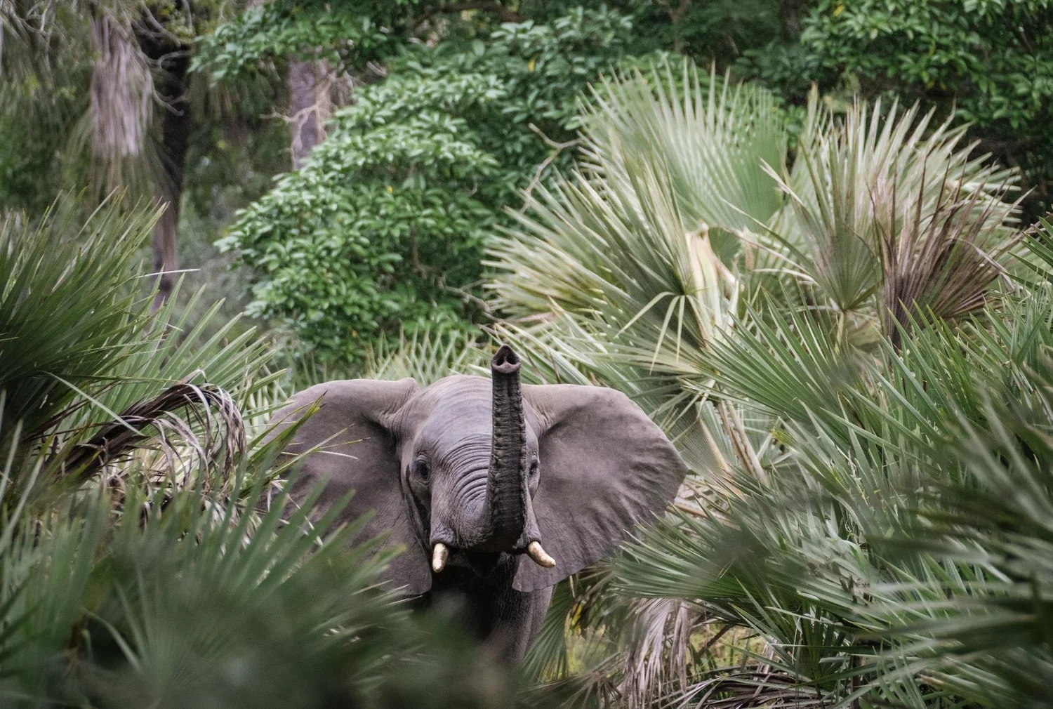 Best Safari Destinations in Africa 2026 | Luxury & Expert-Led Journeys ...