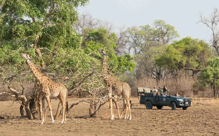 Best Time for African Safari: Month-by-Month Guide (2026) — Sundowner ...
