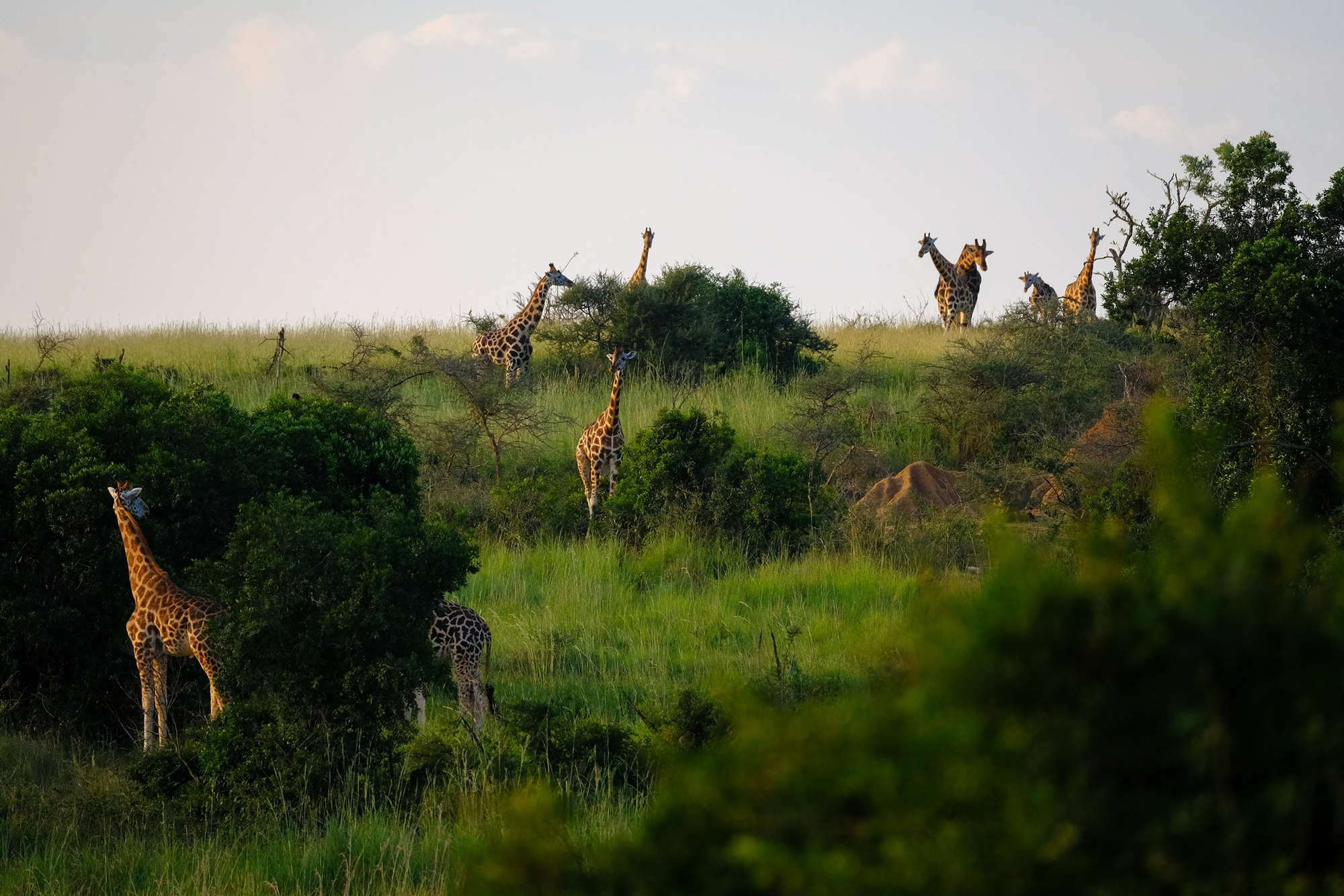 What Is a Sundowner? Meaning & Safari Ritual Explained — Sundowner Safaris