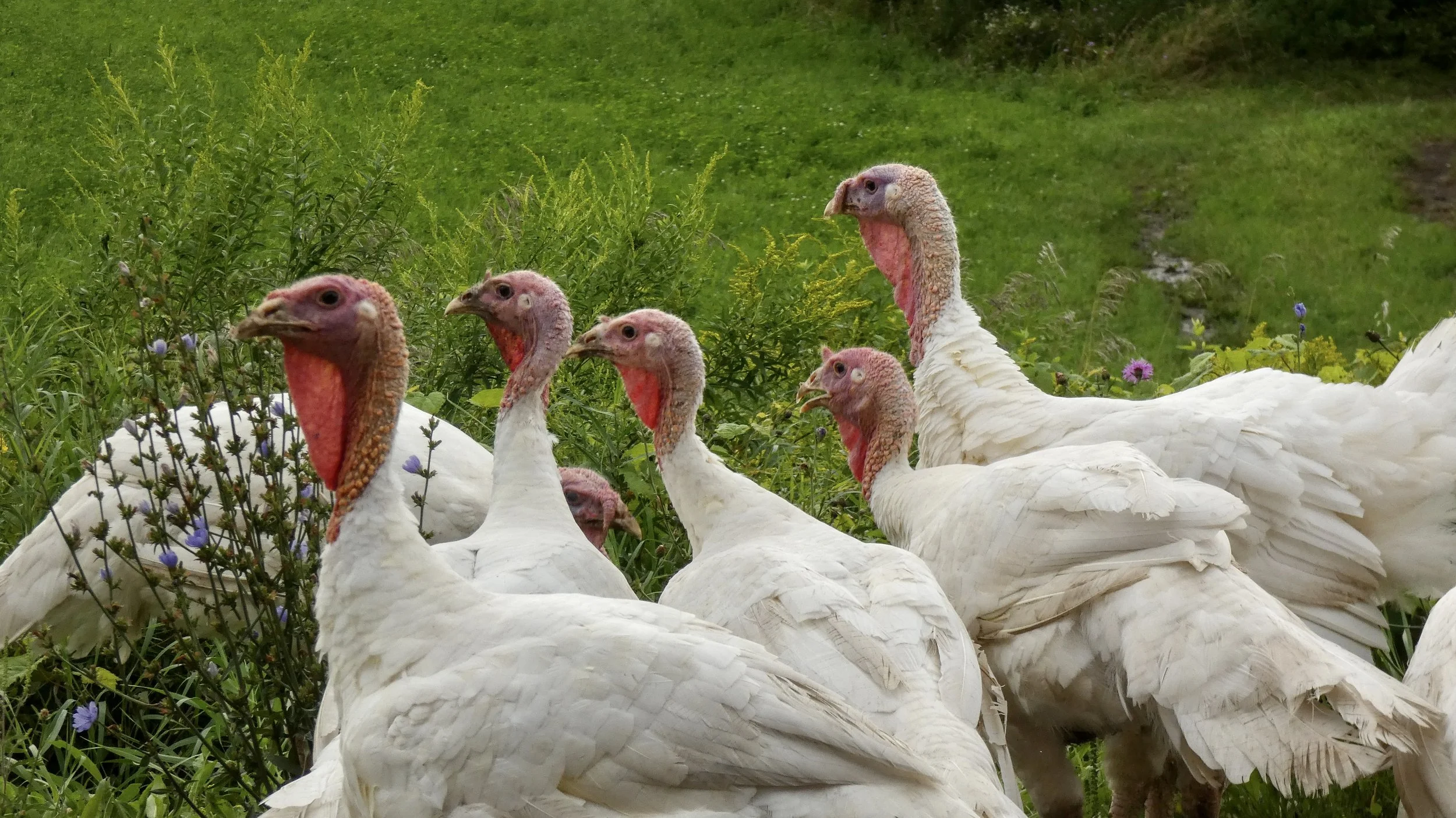 Turkey Harvest 2023 — Our Lady's Ranch
