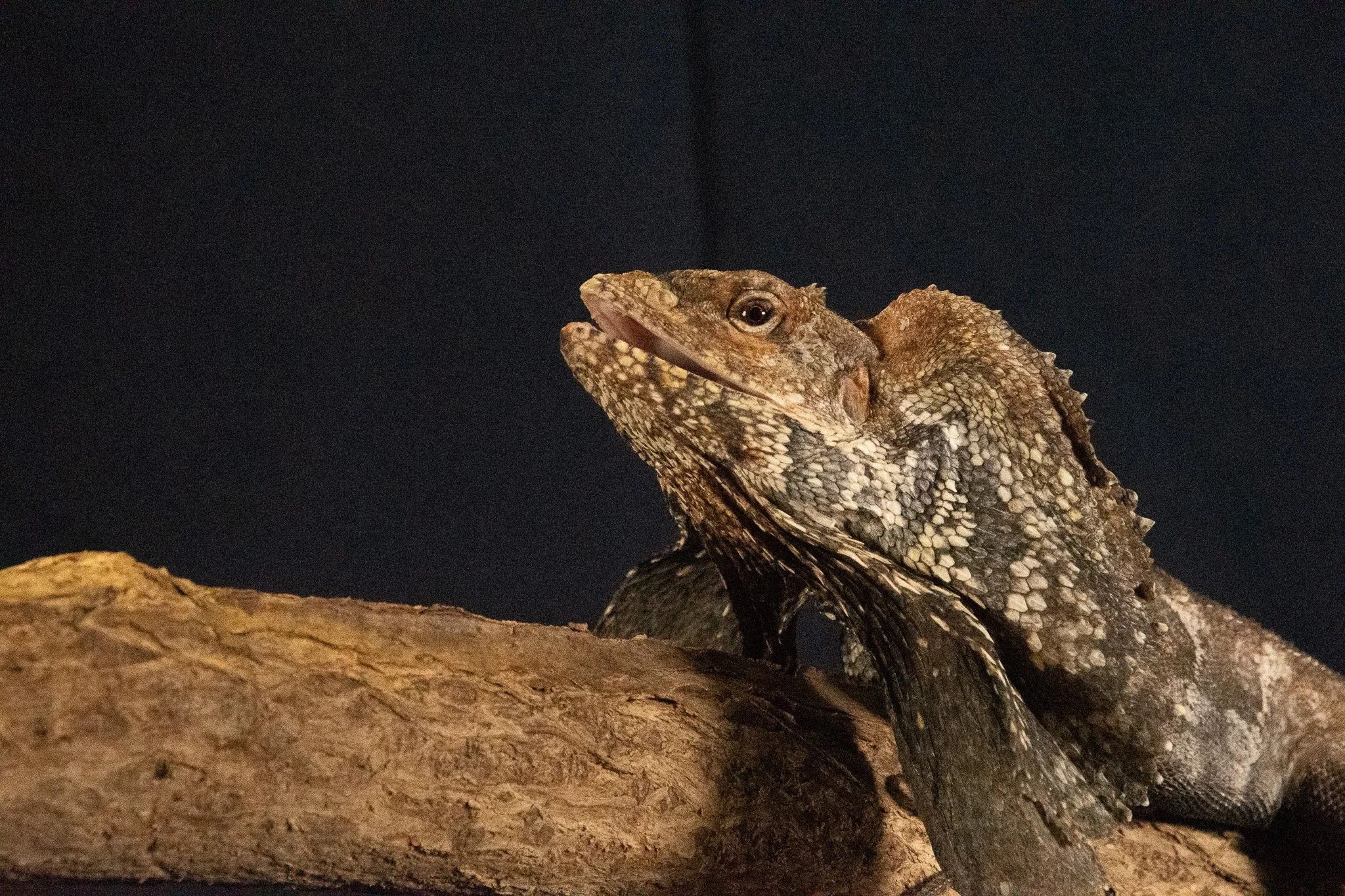 Rainforest Reptile Shows- Reptile and animal shows for birthday parties ...