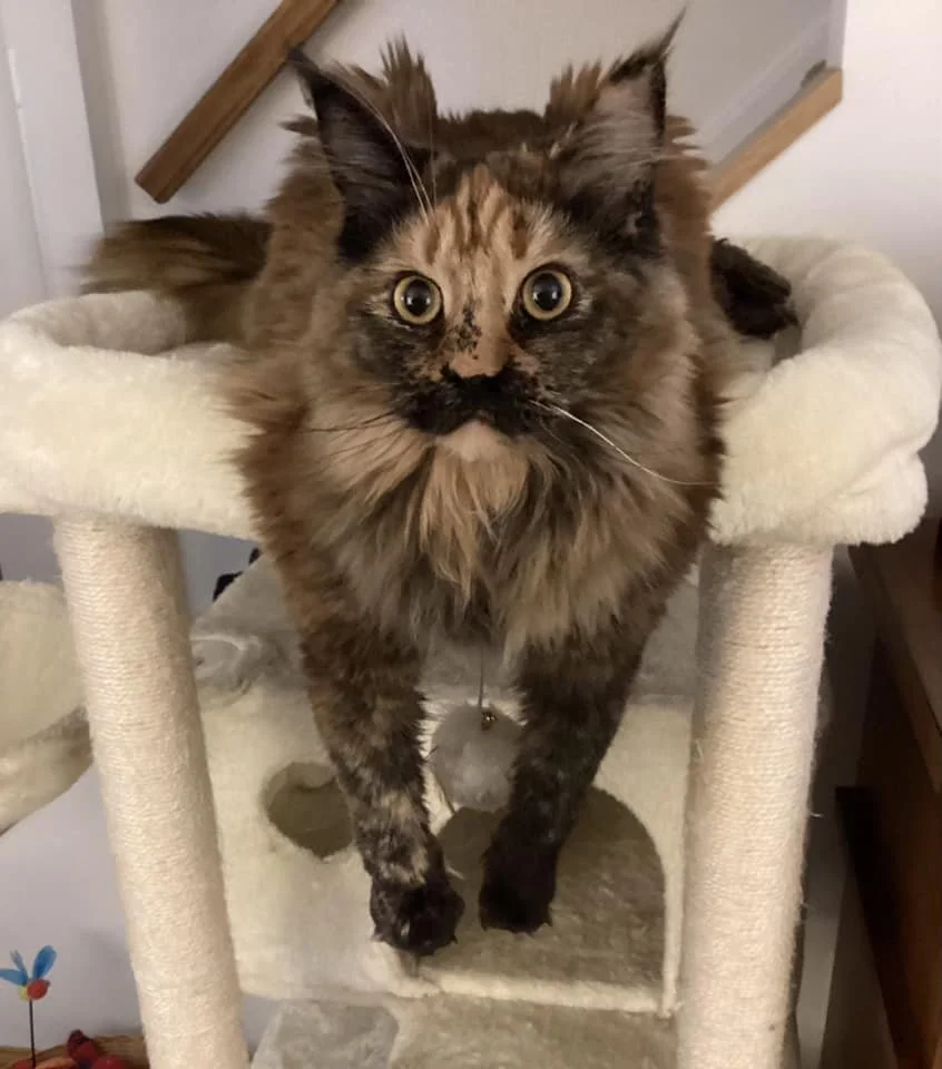 Midwest Maine Coons | Find Your Maine Coon Today