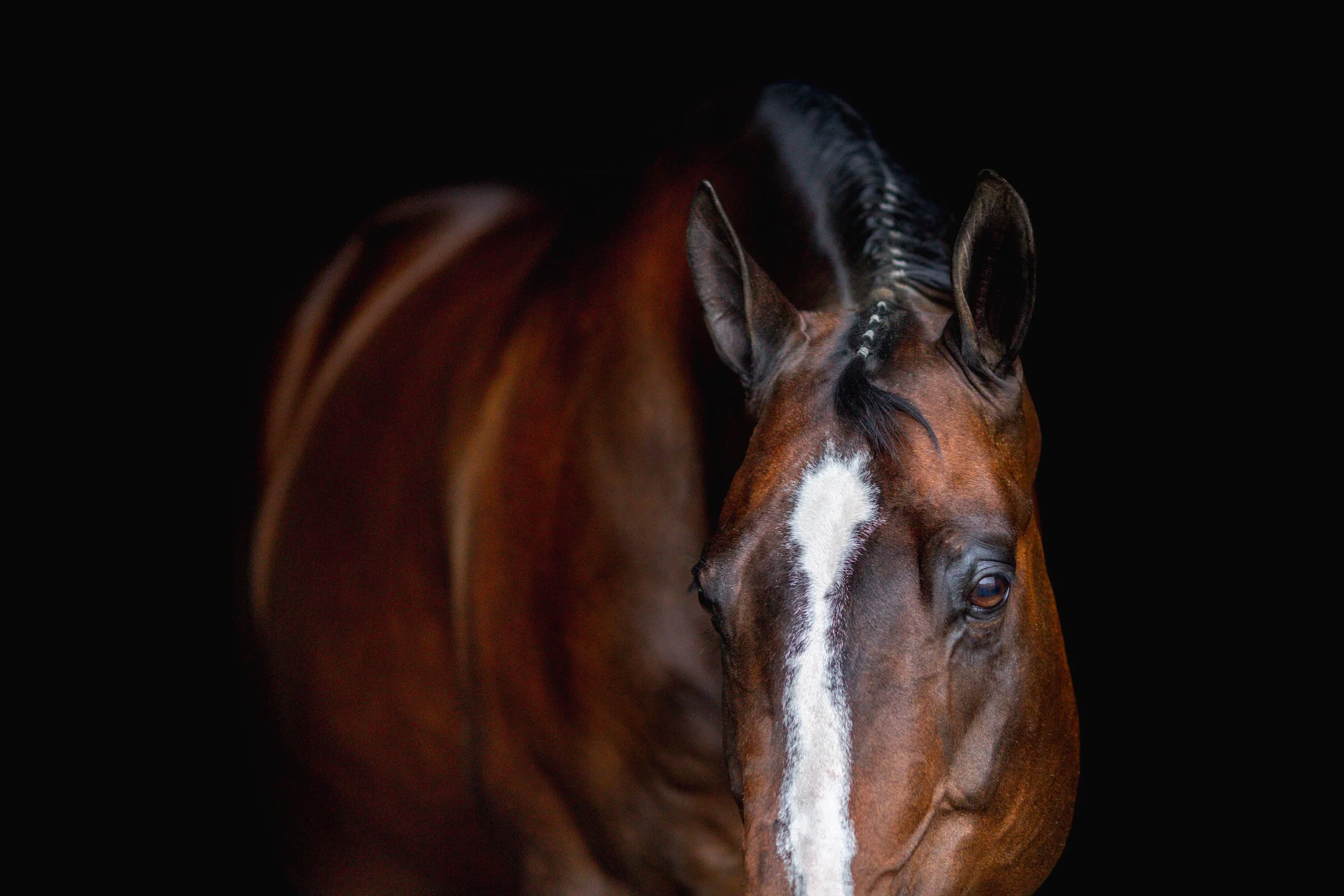 Norfleet Marketing & Photography | Midwest Equine Photographer