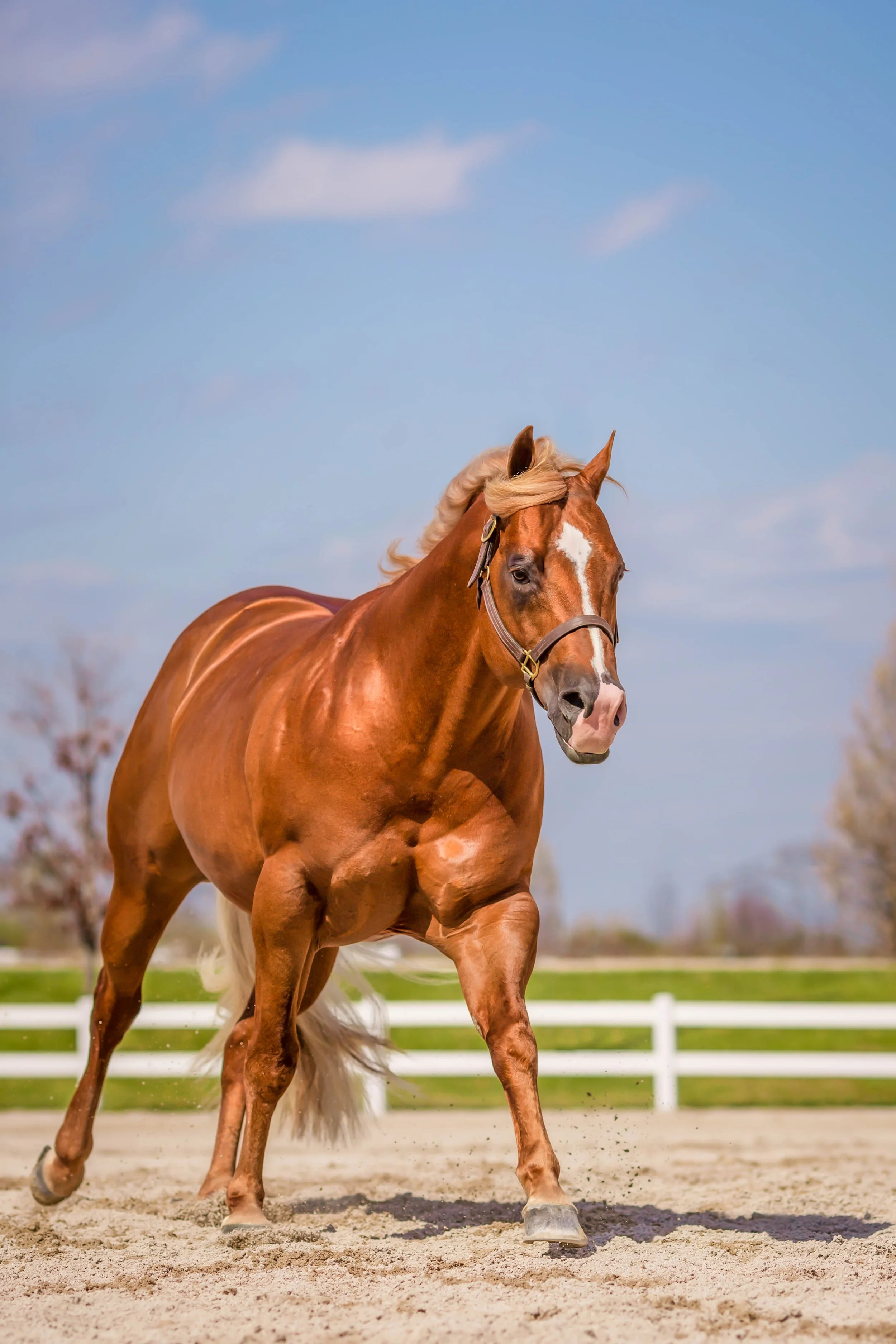 Norfleet Marketing & Photography | Midwest Equine Photographer