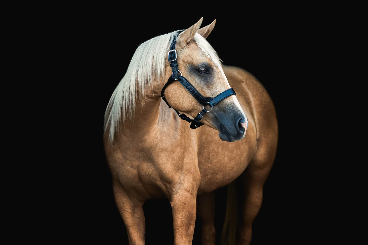 Norfleet Marketing & Photography | Midwest Equine Photographer