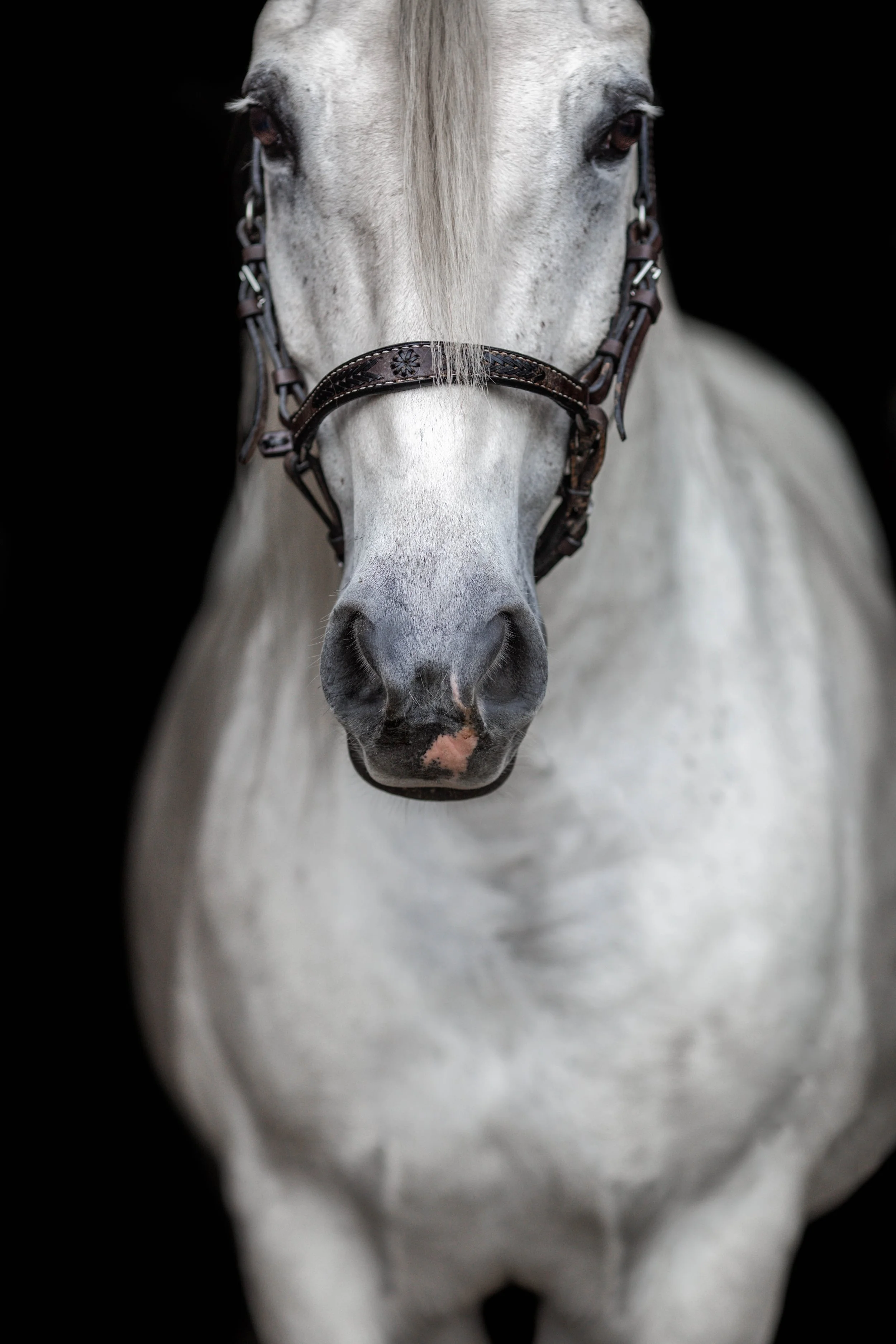 Norfleet Marketing & Photography | Midwest Equine Photographer