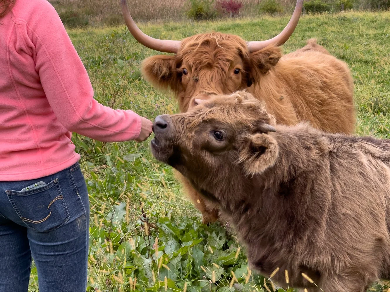 Scottish Highland Cattle | Farm Tours | Dutchess County