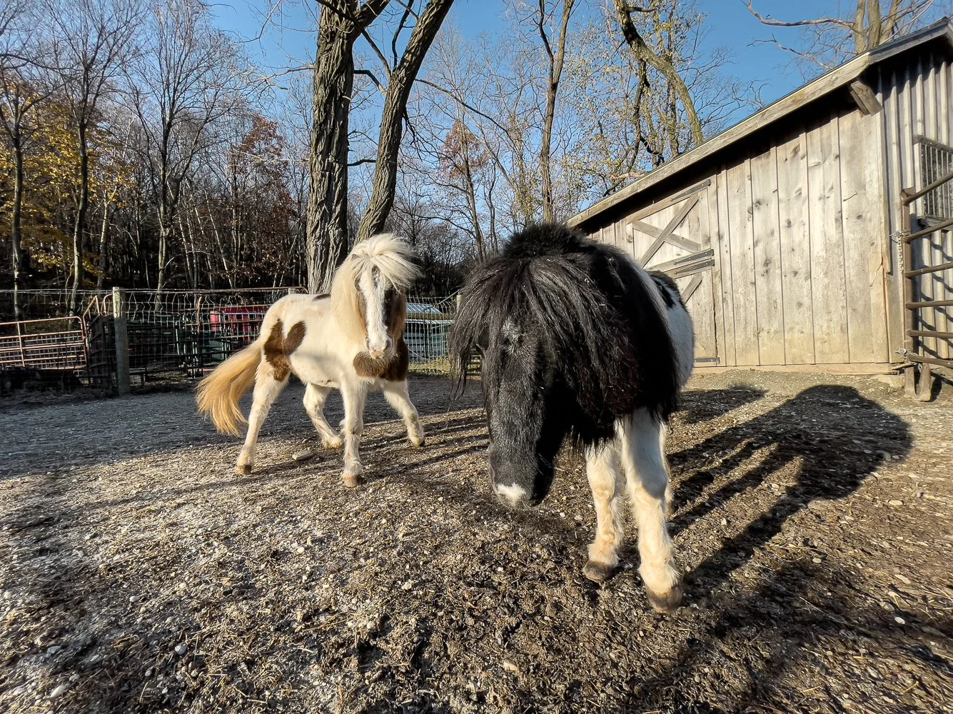 Scottish Highland Cattle | Farm Tours | Dutchess County