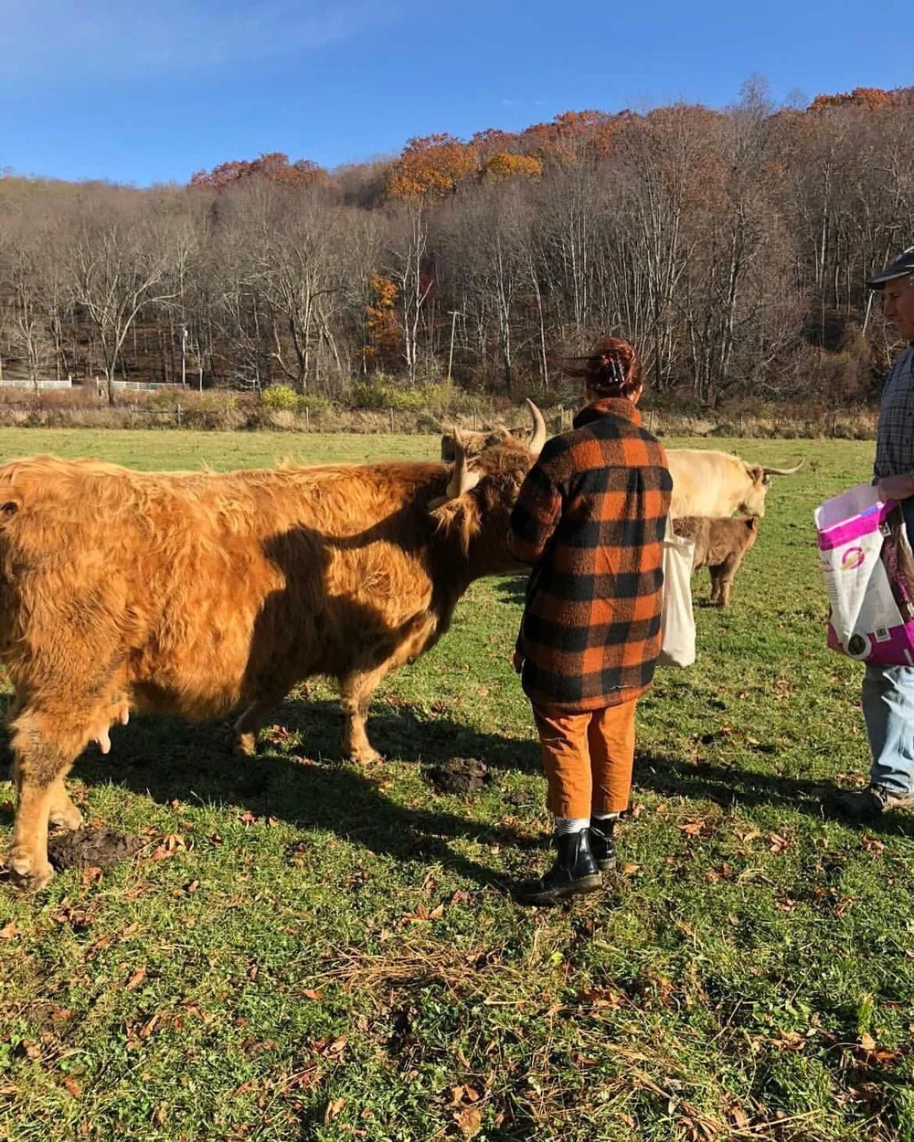 Scottish Highland Cattle | Farm Tours | Dutchess County