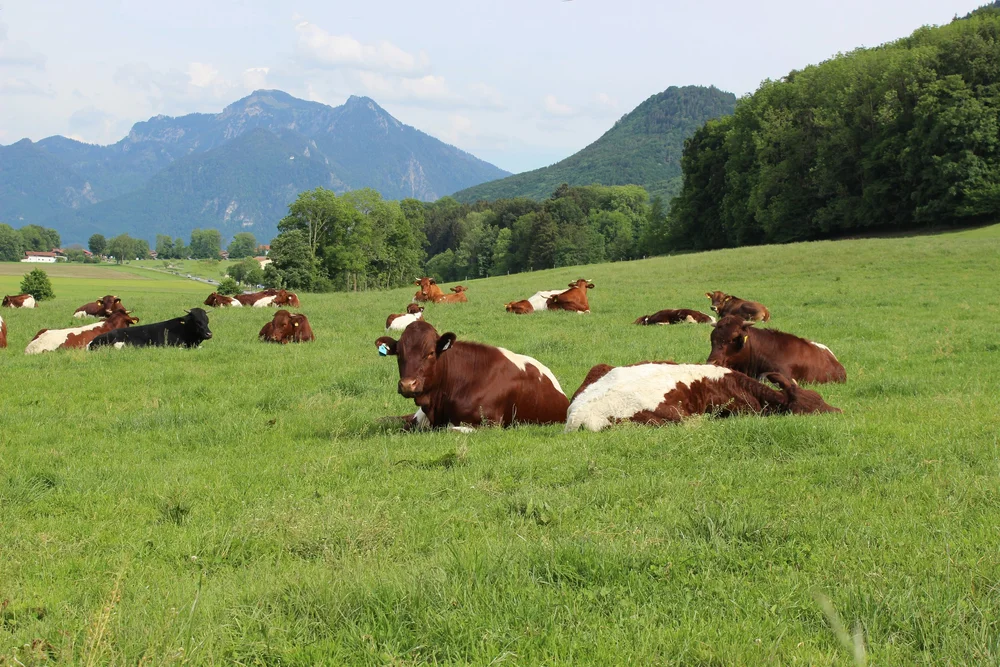 Pinzgauer Rind — Seppenbauer