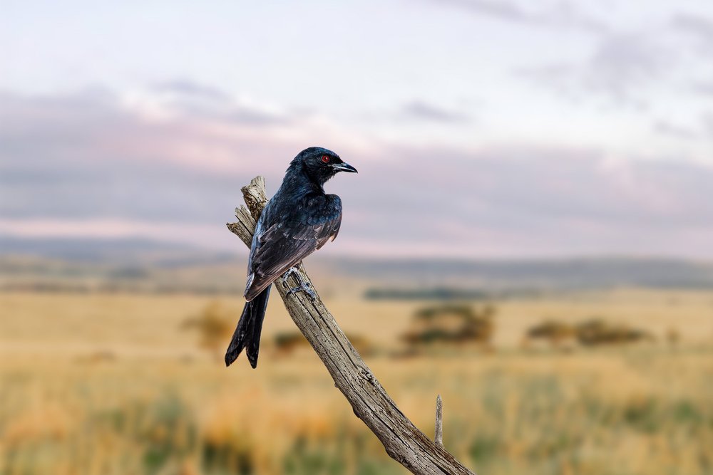 Mantengu Mining Limited