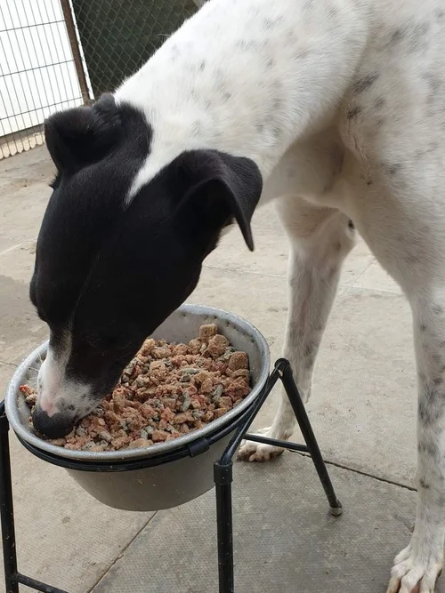 Feeding a balanced diet to your Greyhound — Barley Greyhound Sanctuary