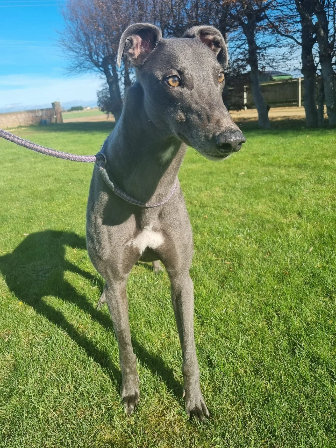 Adoption — Barley Greyhound Sanctuary