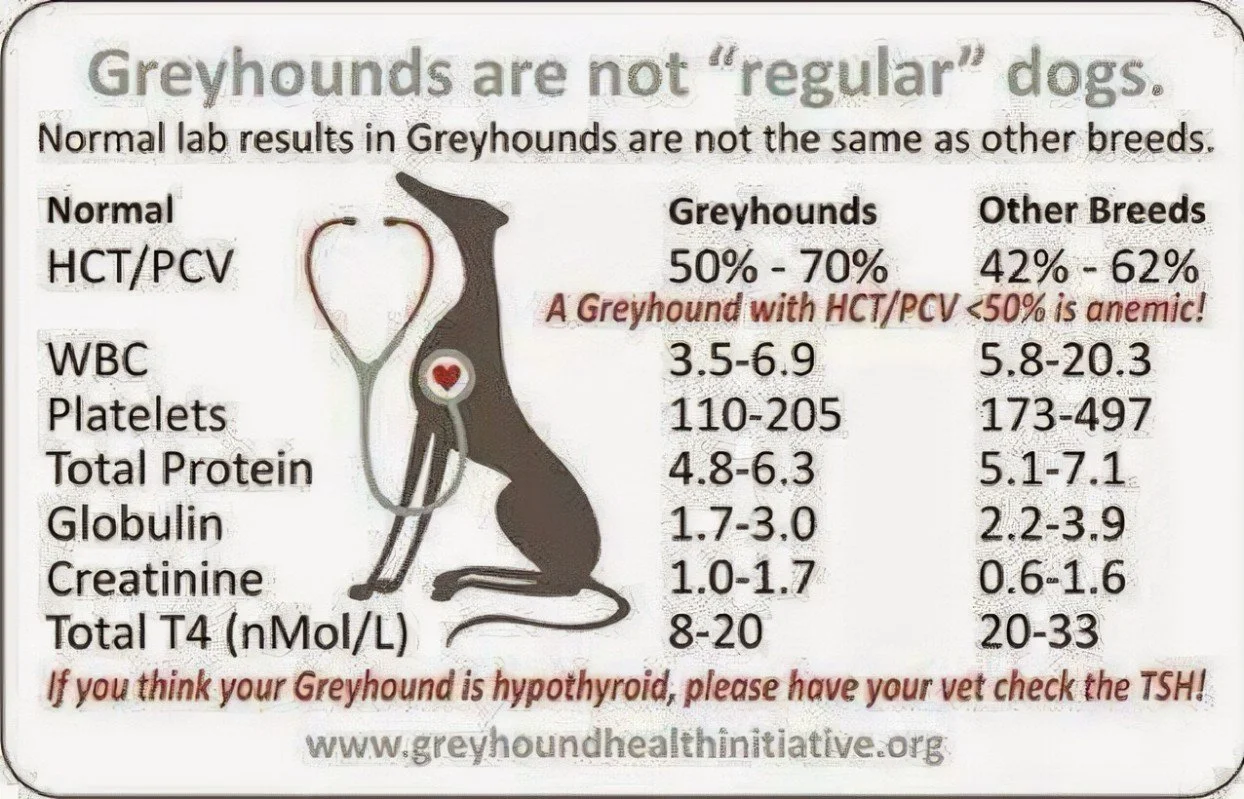 Greyhound Blood Values & Heart Size — Barley Greyhound Sanctuary